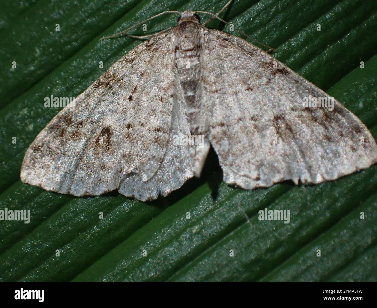 Geometer Moths (Geometridae Stock Photo - Alamy