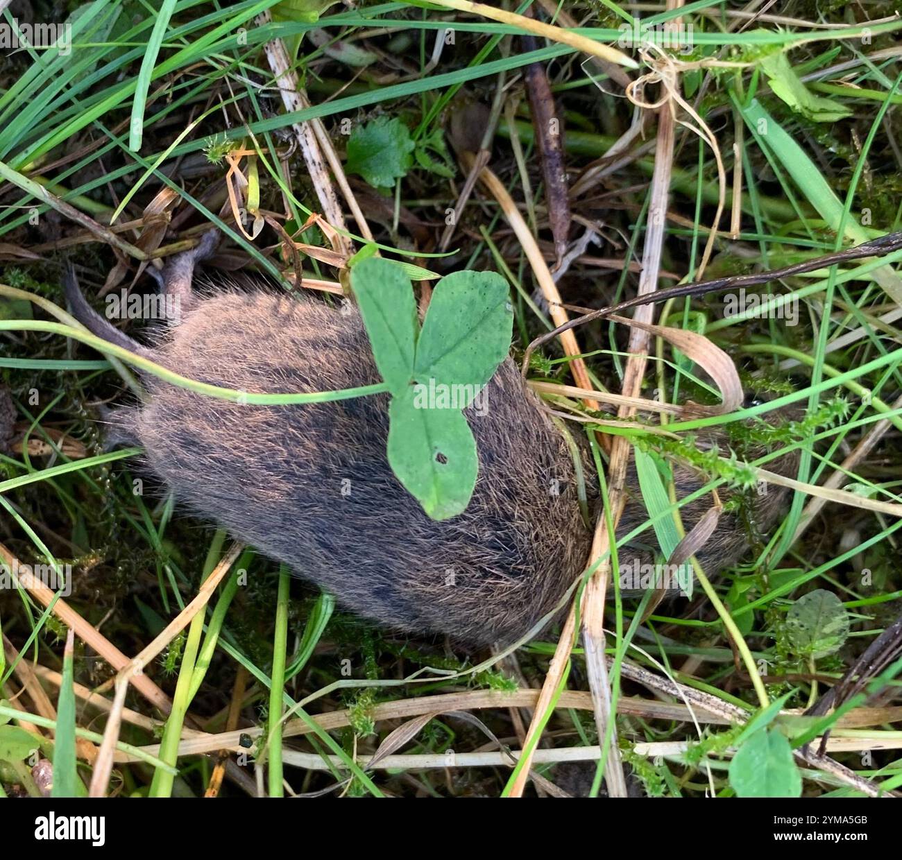 Field Vole (Microtus agrestis Stock Photo - Alamy
