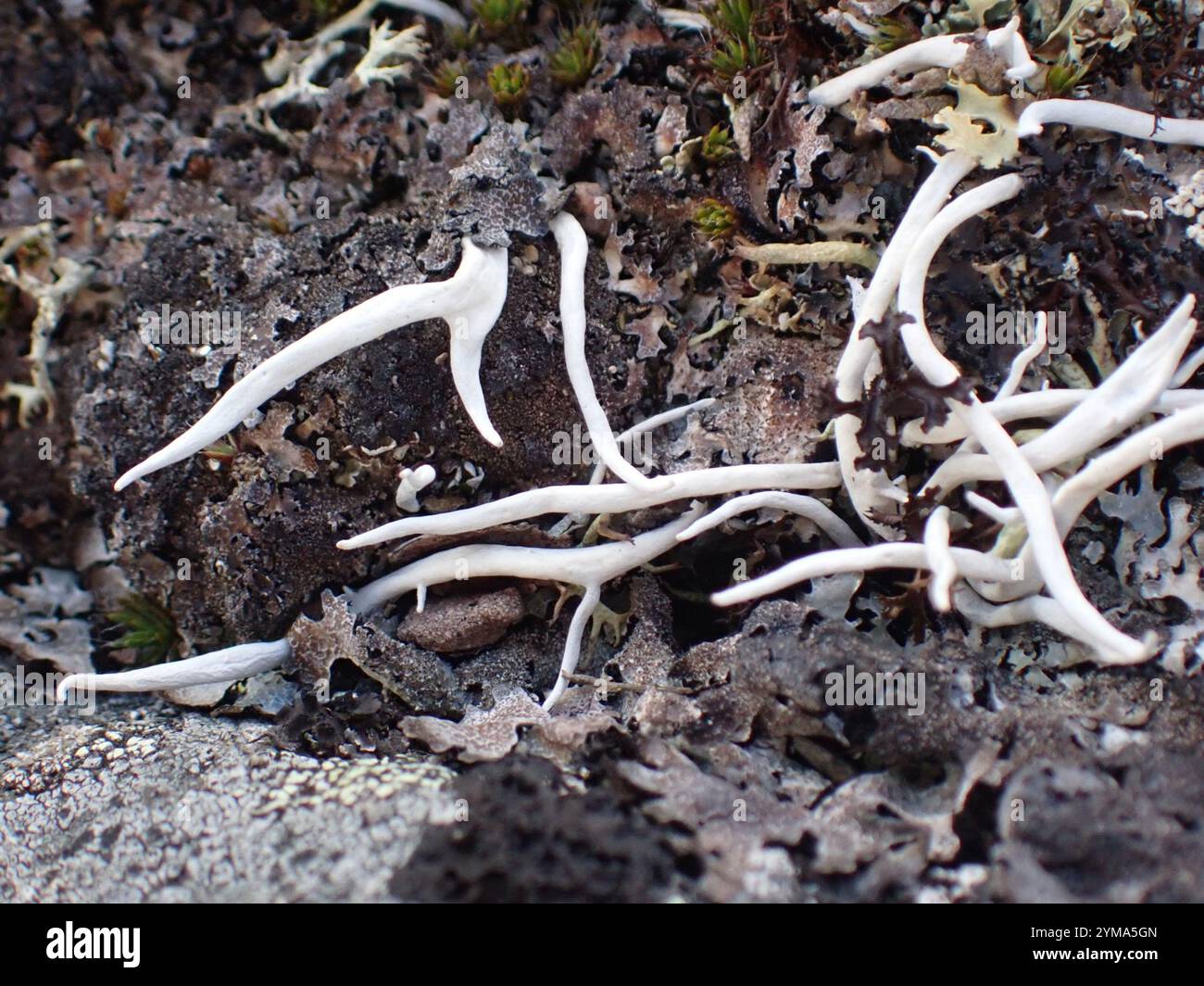 Whiteworm Lichen (Thamnolia vermicularis Stock Photo - Alamy