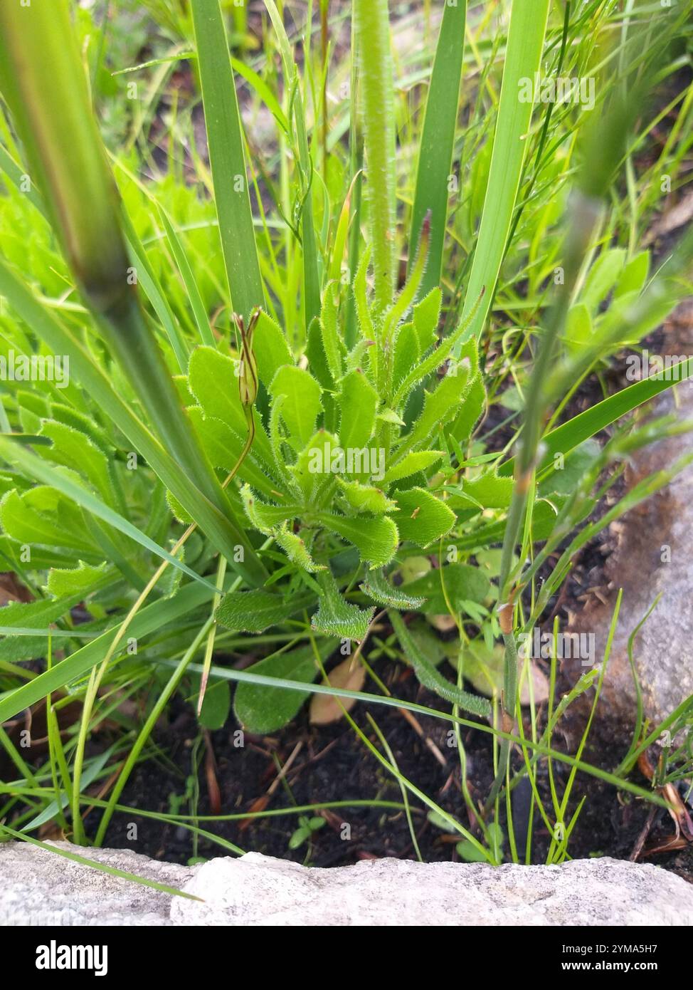 African oxeye (Dimorphotheca nudicaulis Stock Photo - Alamy