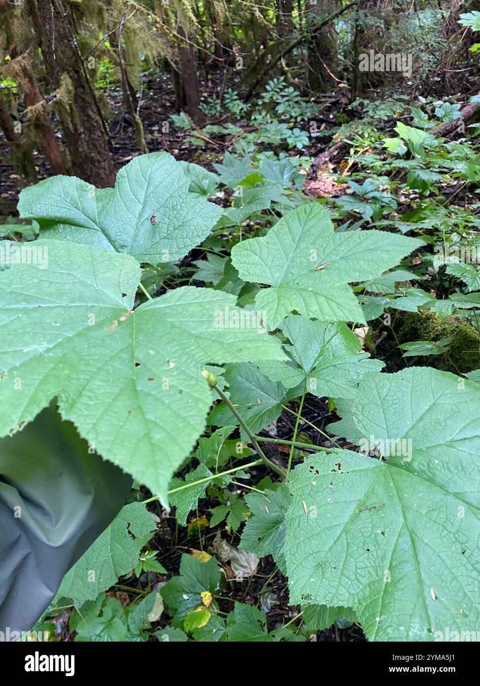 thimbleberry (Rubus parviflorus Stock Photo - Alamy