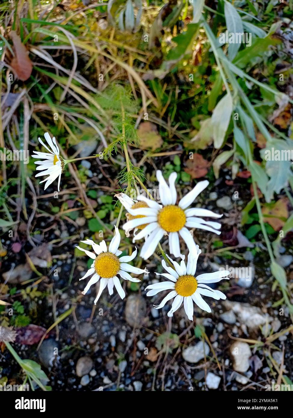 scentless mayweed (Tripleurospermum inodorum Stock Photo - Alamy