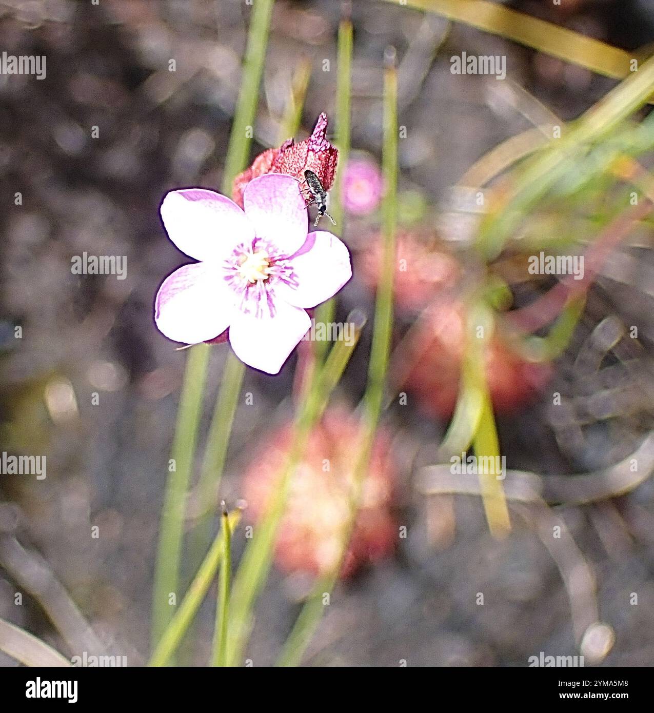 Alice Sundew (Drosera aliciae Stock Photo - Alamy