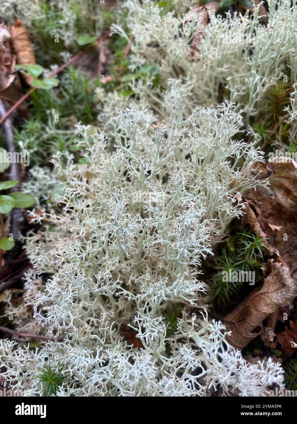 Green Reindeer Lichen (Cladonia arbuscula Stock Photo - Alamy