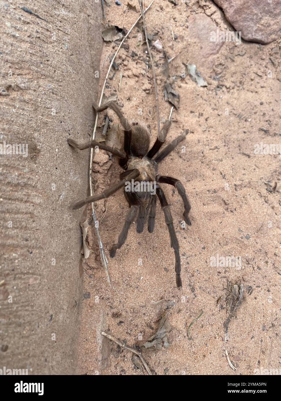 Desert Tarantula (Aphonopelma iodius Stock Photo - Alamy