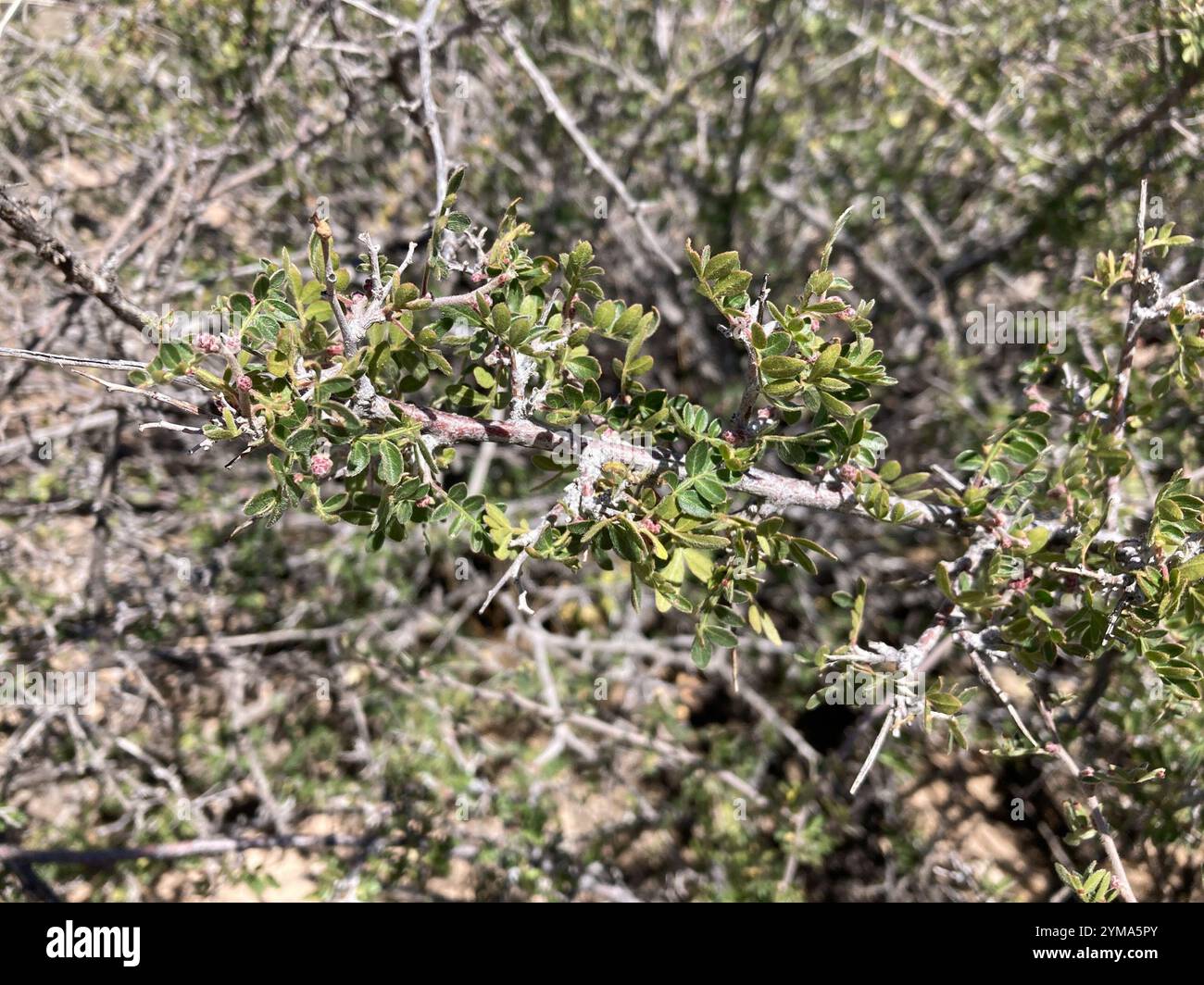 little leaf sumac (Rhus microphylla Stock Photo - Alamy