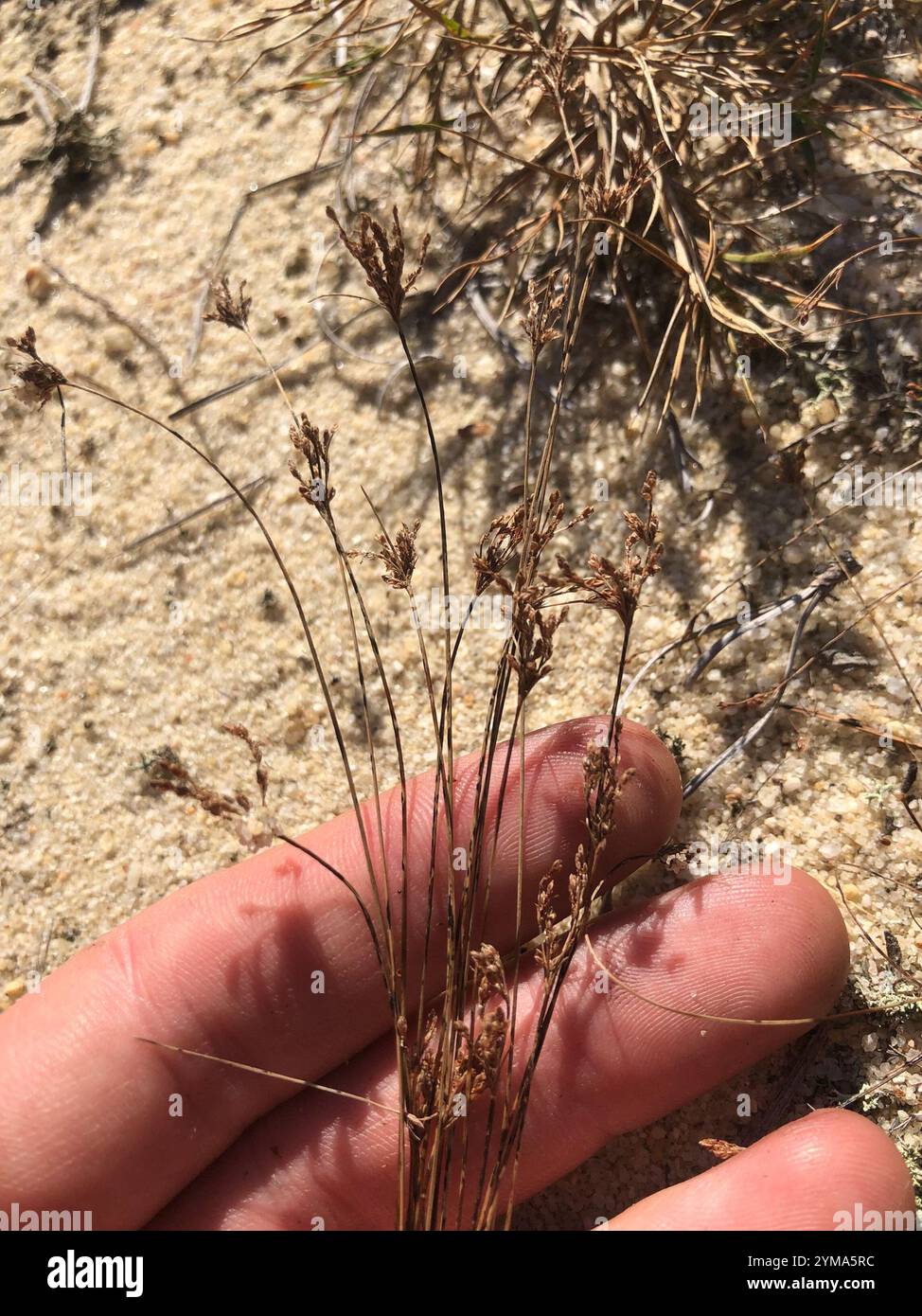 Capillary Hairsedge (Bulbostylis ciliatifolia Stock Photo - Alamy