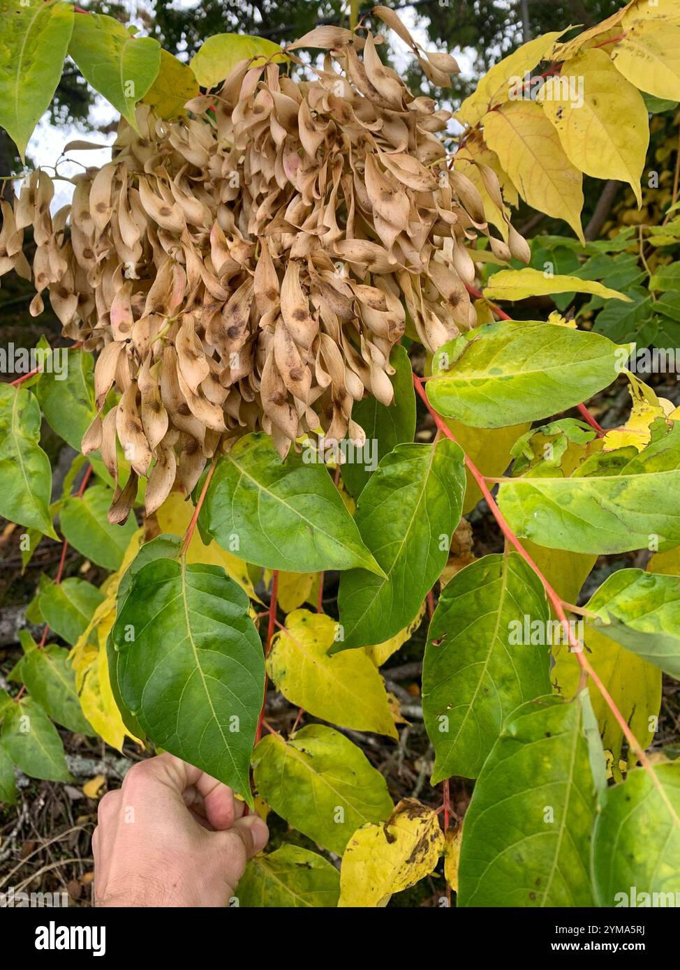 tree-of-heaven (Ailanthus altissima Stock Photo - Alamy