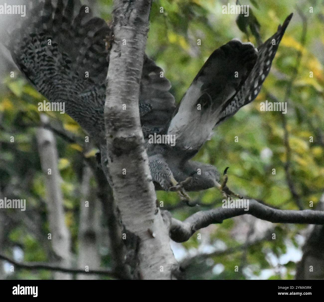 American goshawk hi-res stock photography and images - Alamy