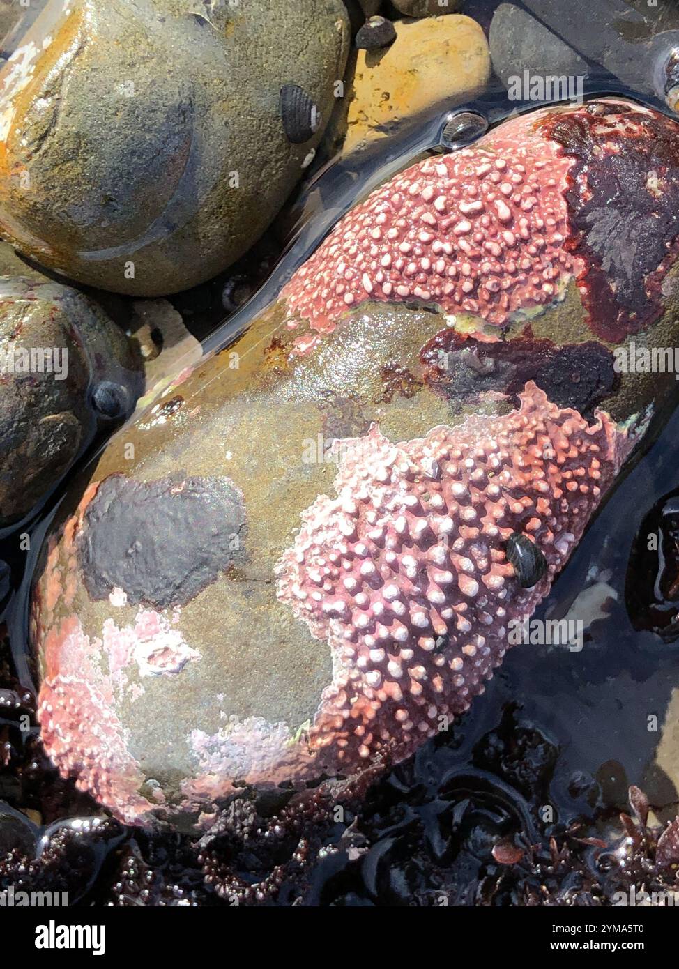 Crustose coralline algae (Lithothamnion Stock Photo - Alamy