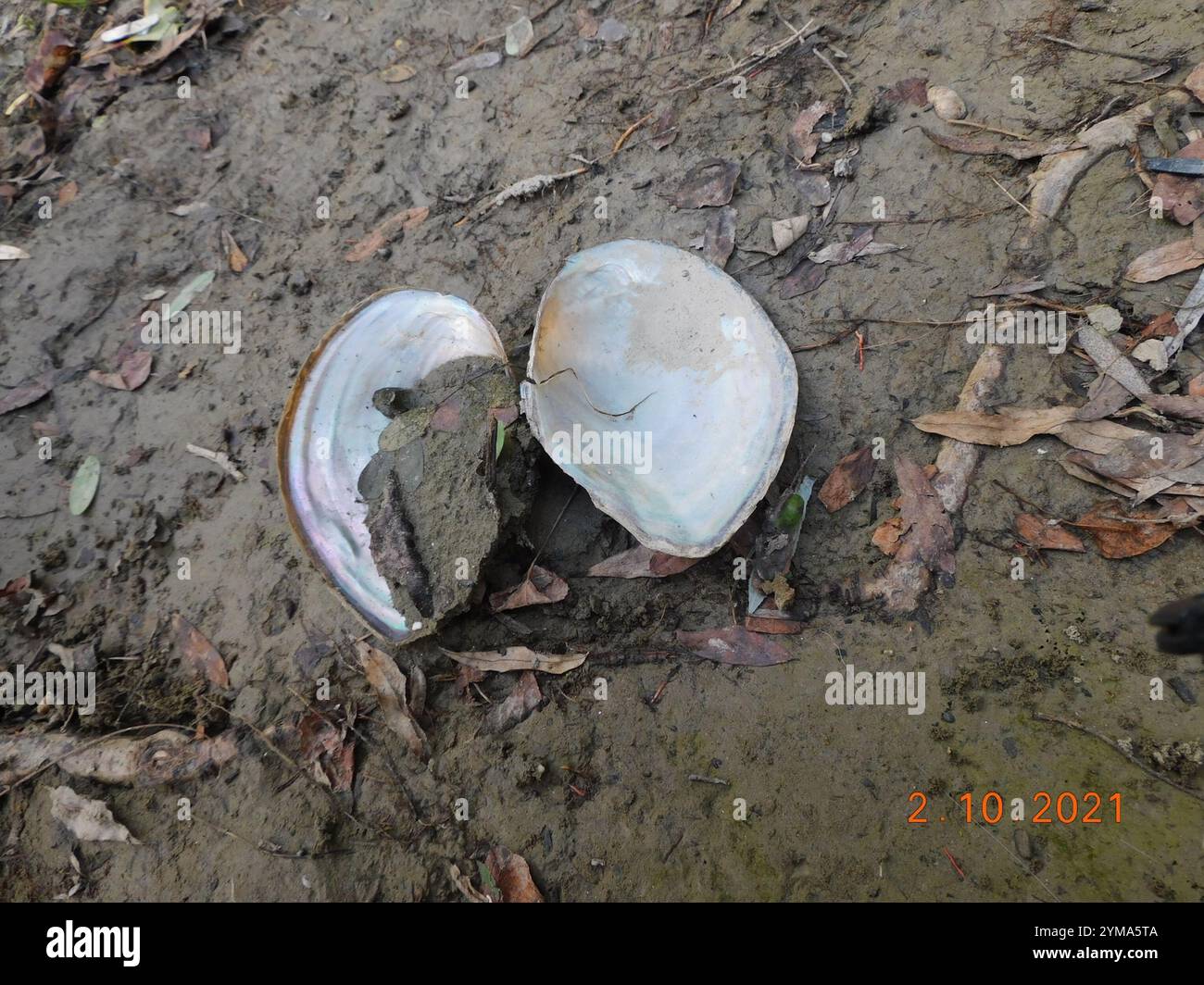 Chinese Pond Mussel (Sinanodonta woodiana Stock Photo - Alamy
