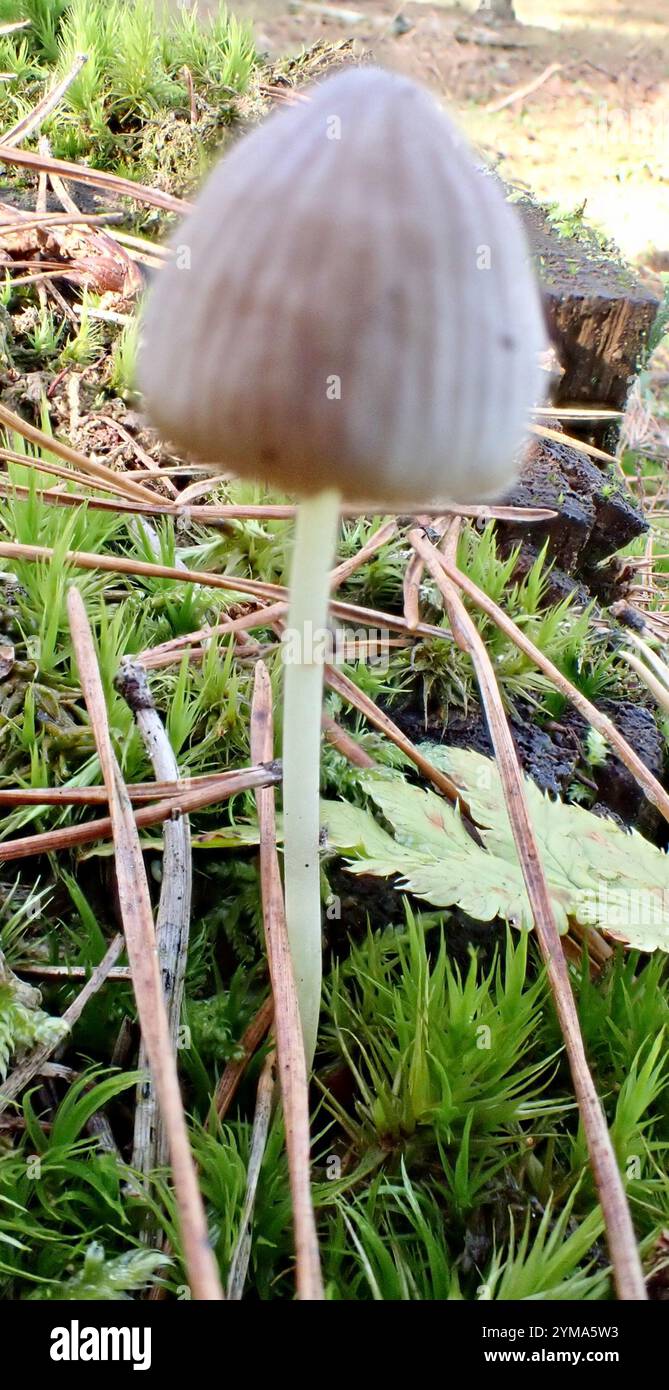 Yellowleg Bonnet (Mycena epipterygia Stock Photo - Alamy