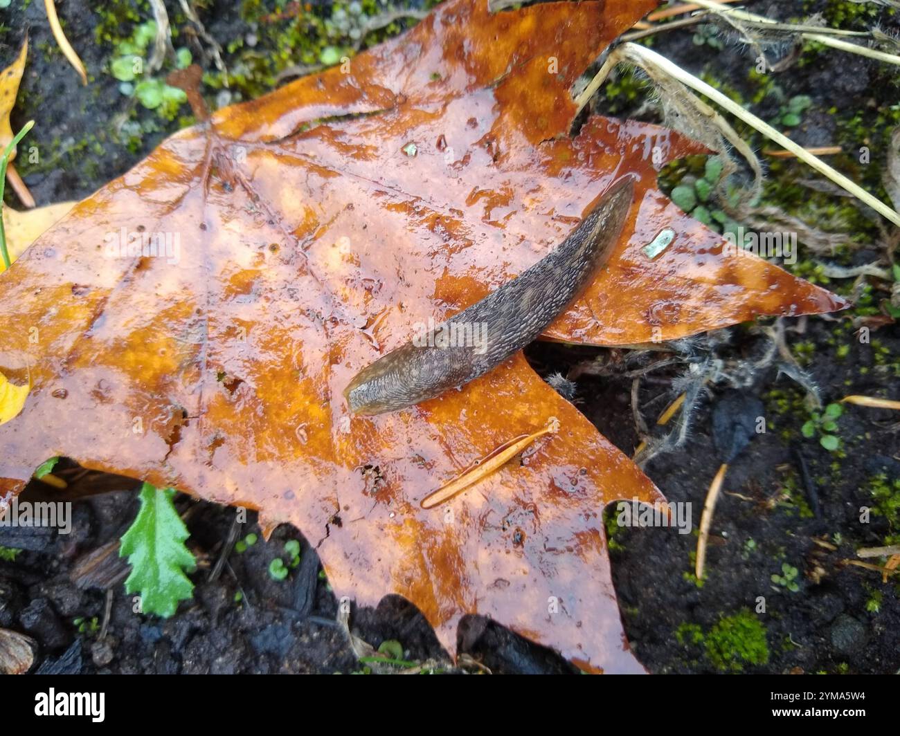 Yellow Cellar Slug (Limacus flavus Stock Photo - Alamy