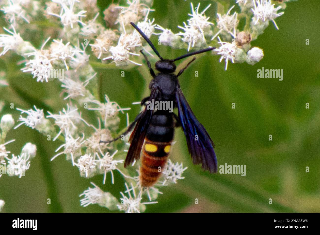 Two-spotted Scoliid Wasp (Scolia dubia dubia Stock Photo - Alamy