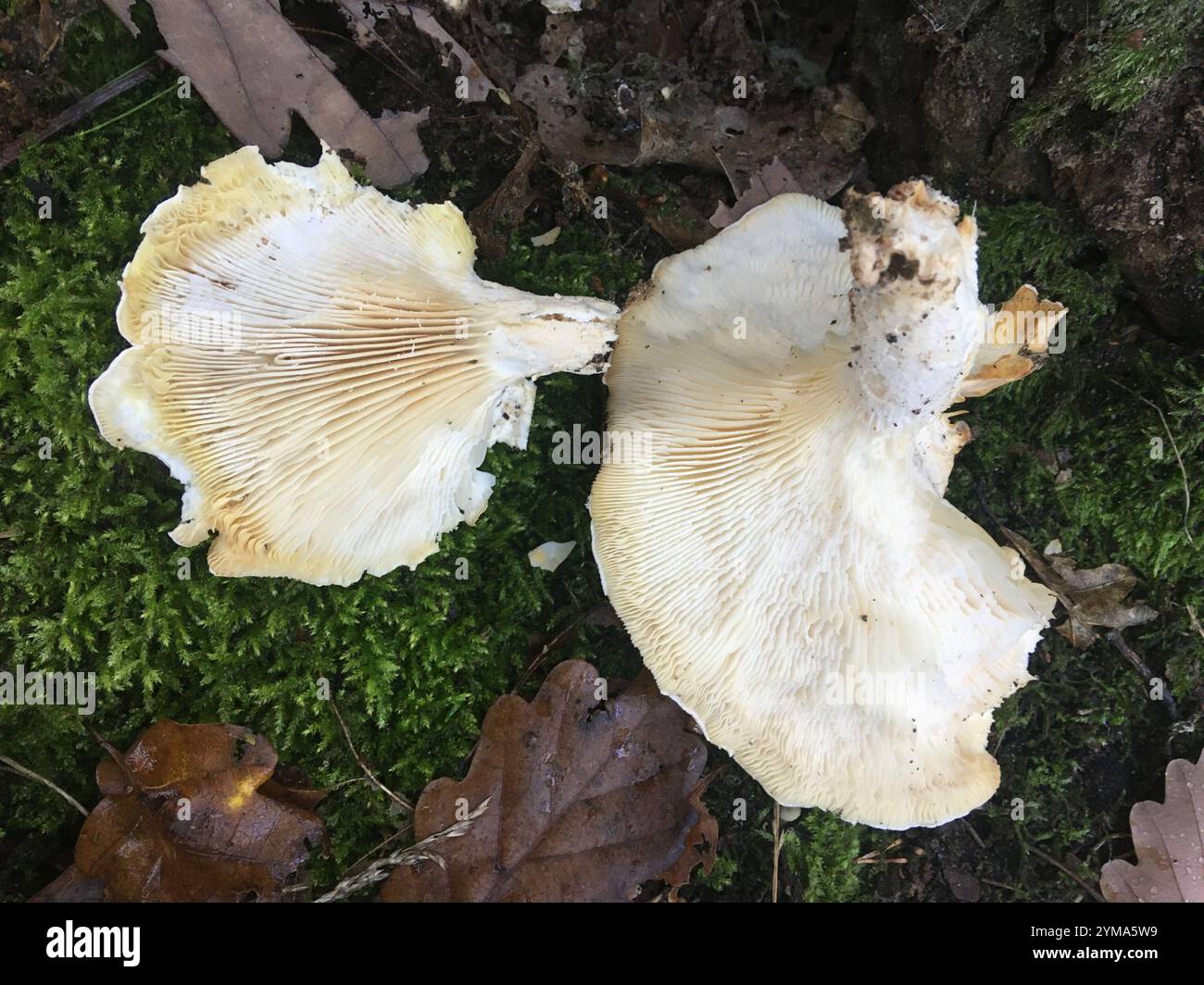 Veiled Oyster (Pleurotus dryinus Stock Photo - Alamy