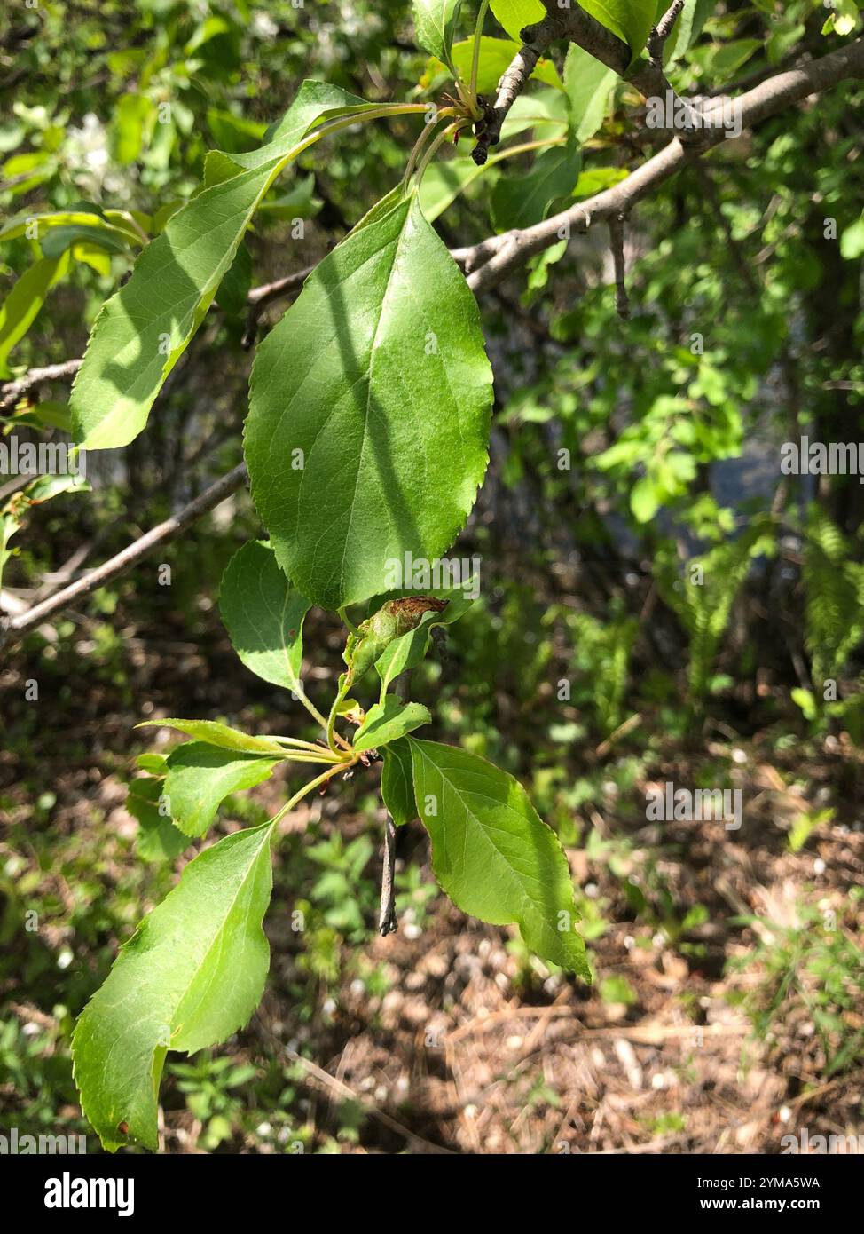 Siberian crabapple (Malus baccata Stock Photo - Alamy