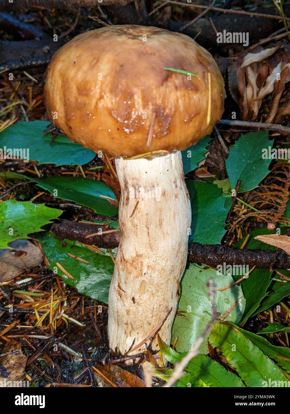 Stinking Brittlegill (Russula foetens Stock Photo - Alamy