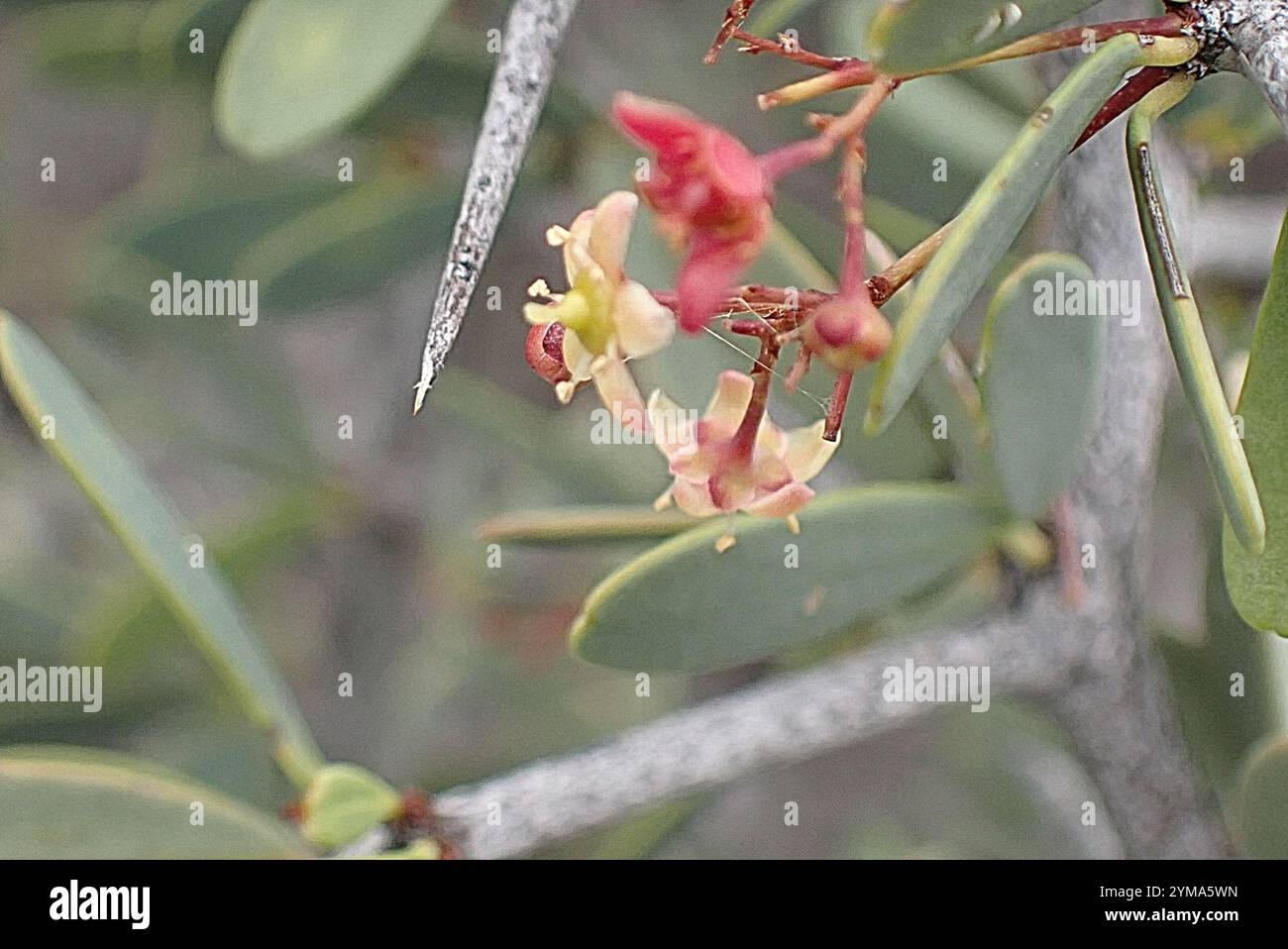 Splint Spike-Thorn (Gloveria integrifolia Stock Photo - Alamy
