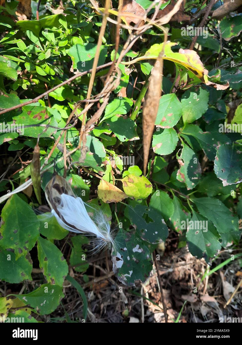 dog-strangling vines (Vincetoxicum Stock Photo - Alamy