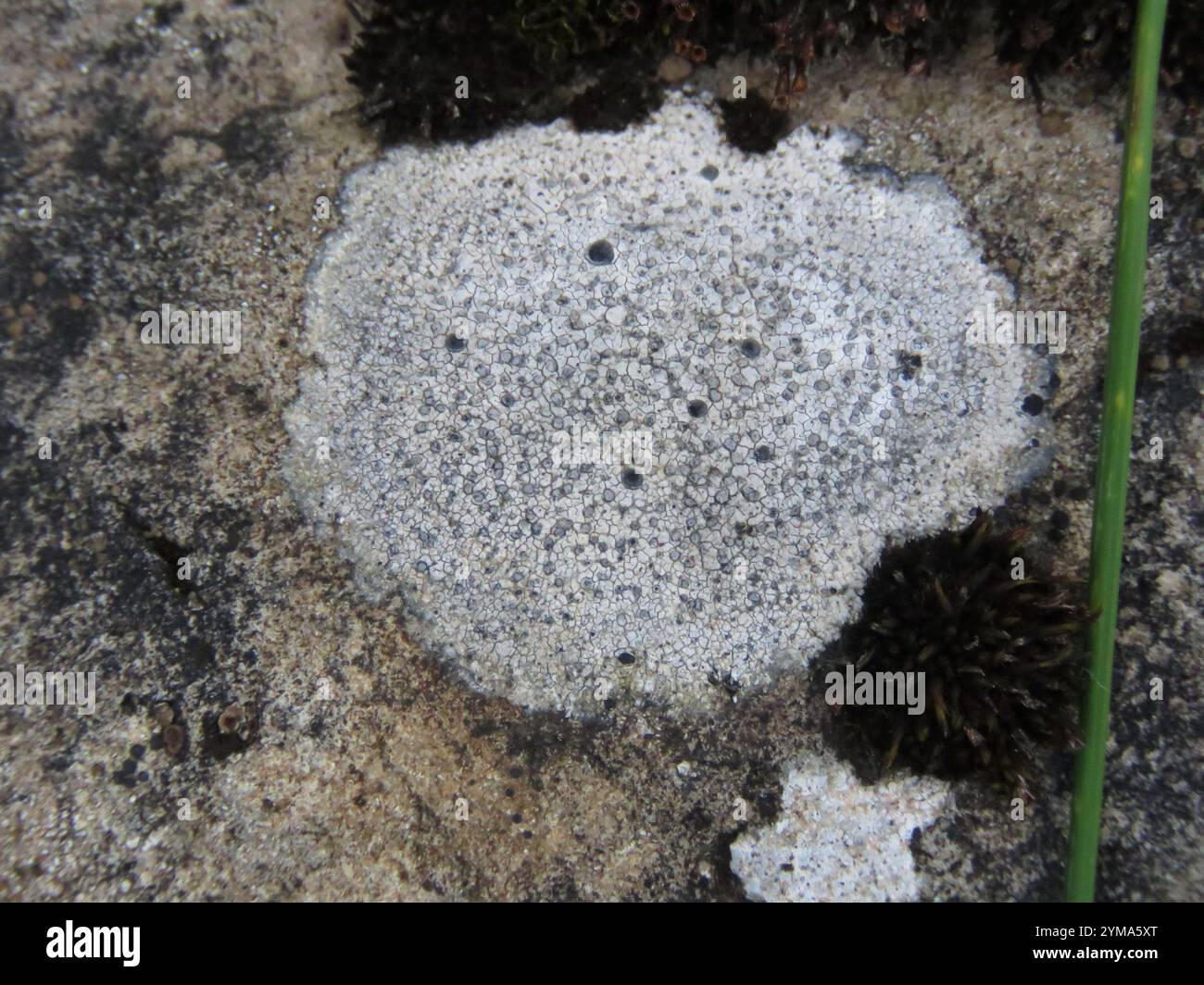 common lichens (Lecanoromycetes Stock Photo - Alamy