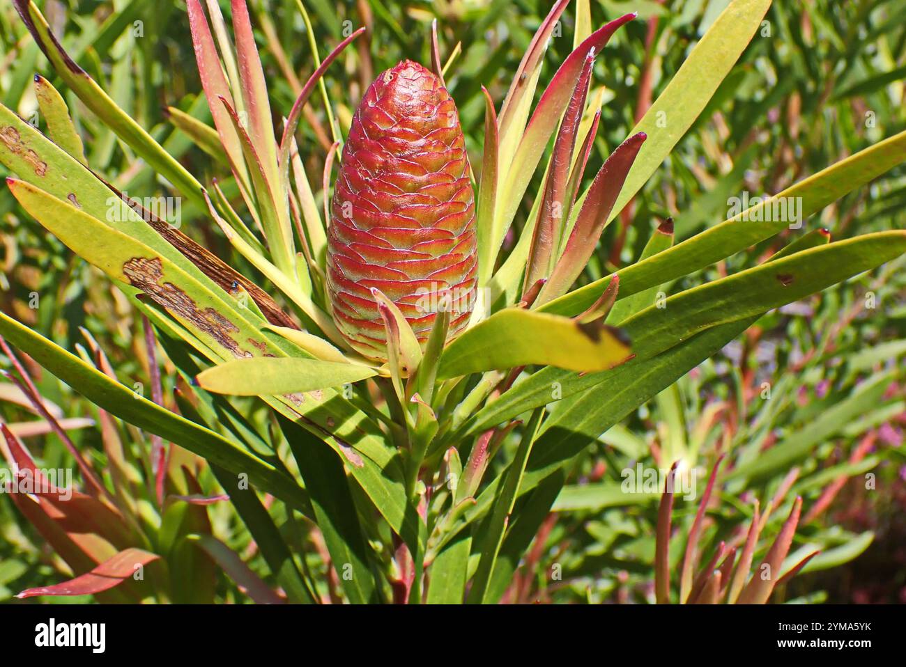 Gumleaf Conebush (Leucadendron eucalyptifolium Stock Photo - Alamy