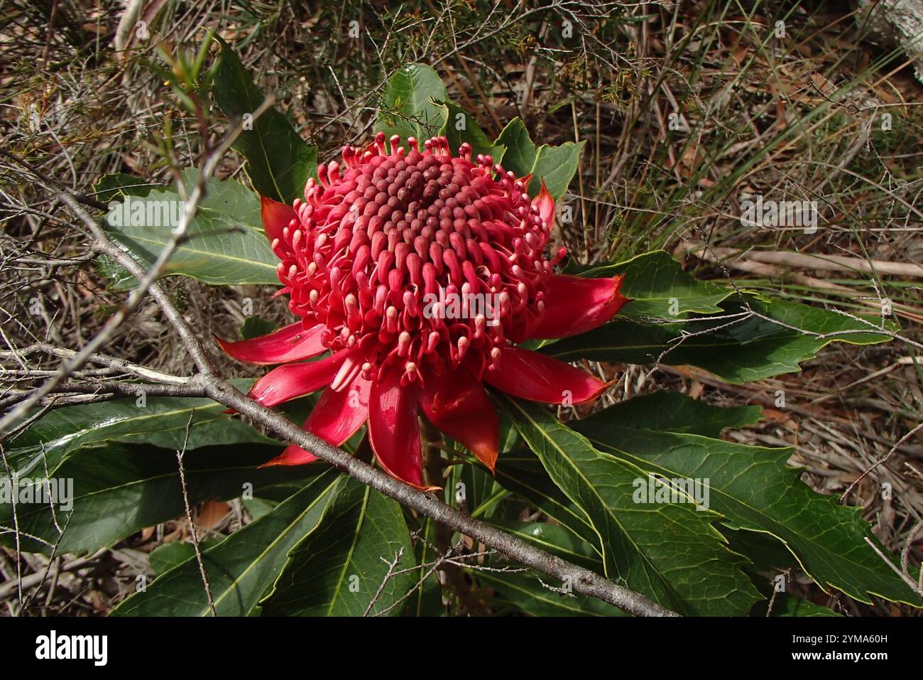 Waratah (Telopea speciosissima Stock Photo - Alamy