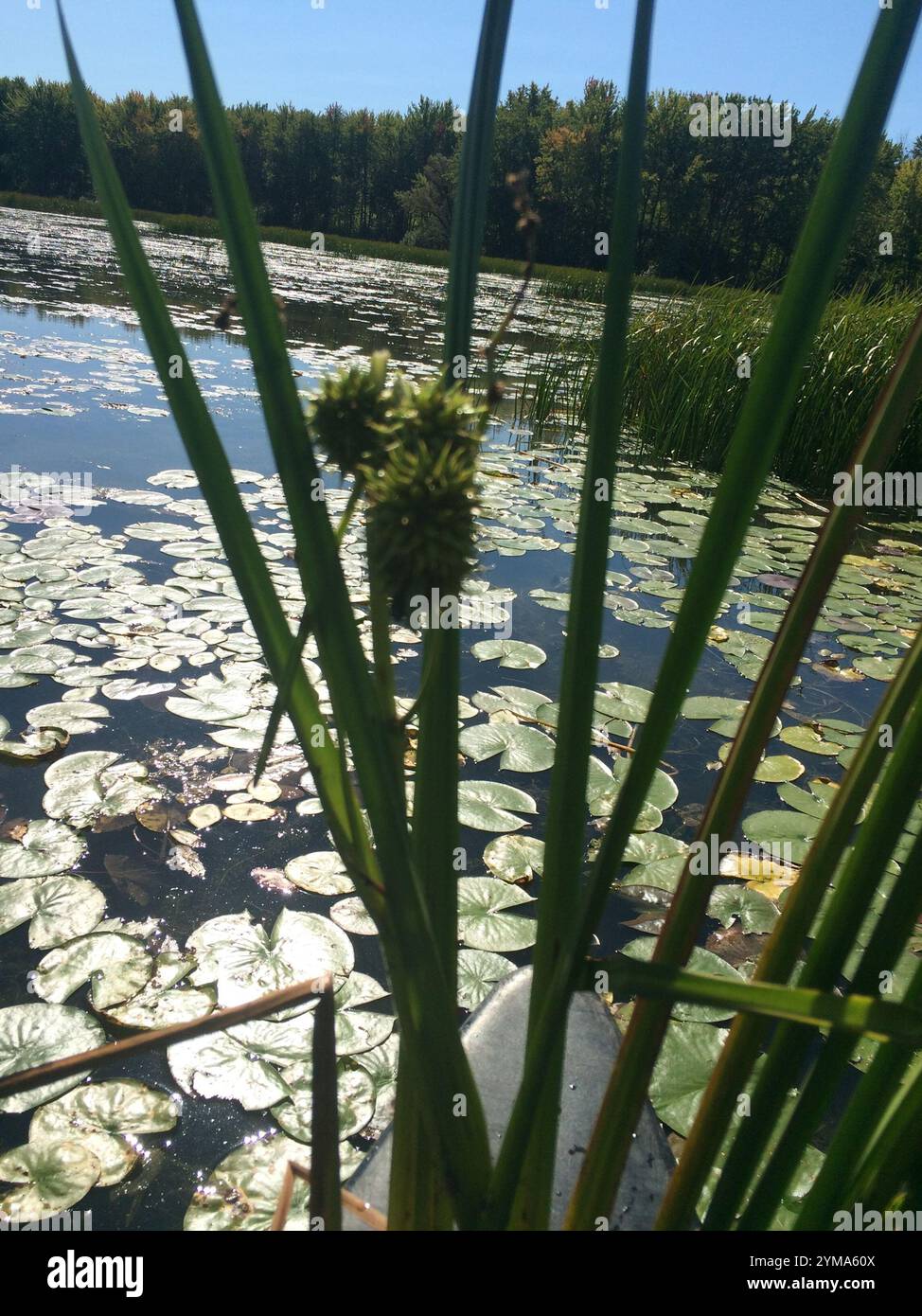 Branching Bur-reed (Sparganium androcladum Stock Photo - Alamy