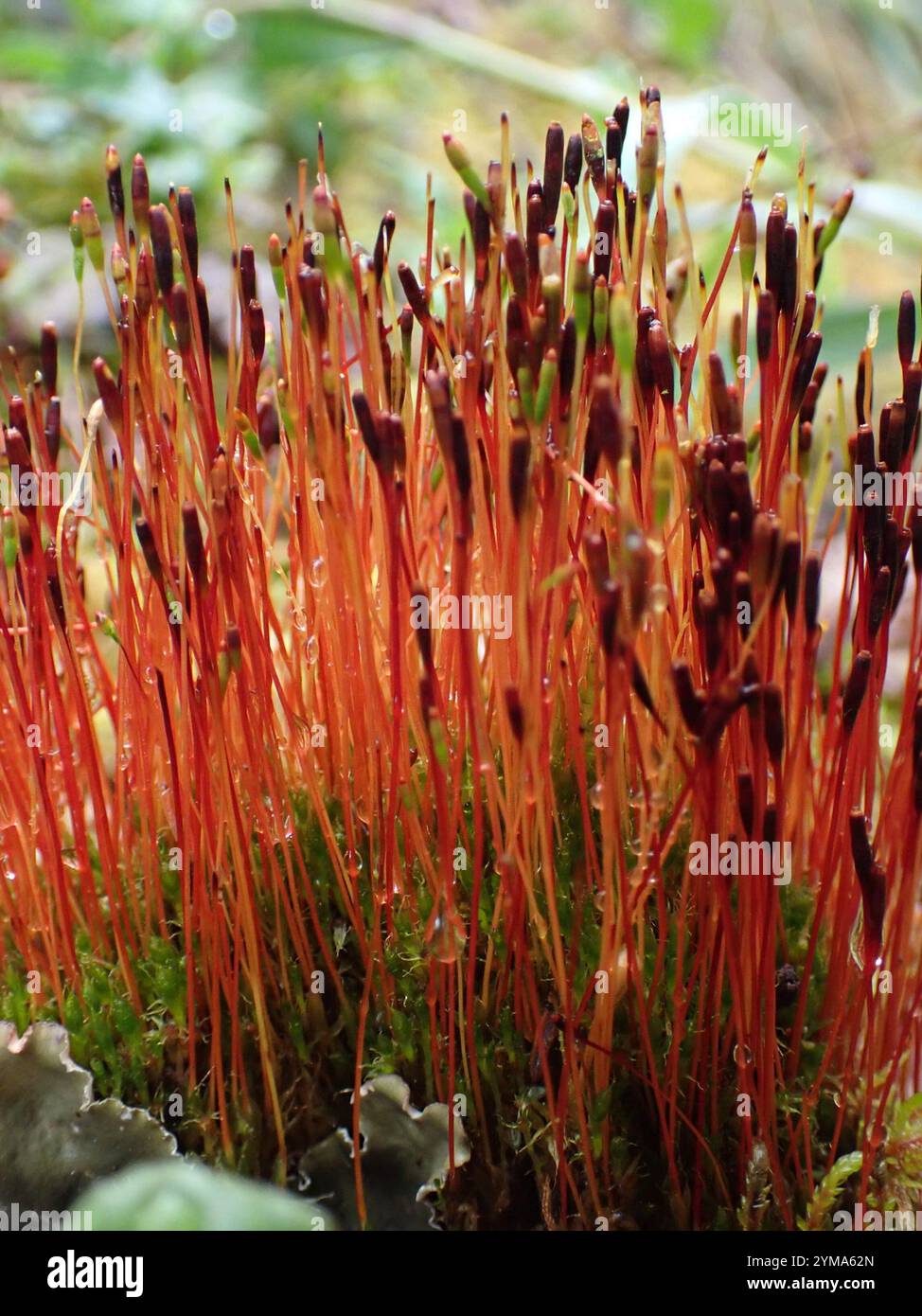 Slender Cruet-moss (Tetraplodon mnioides Stock Photo - Alamy