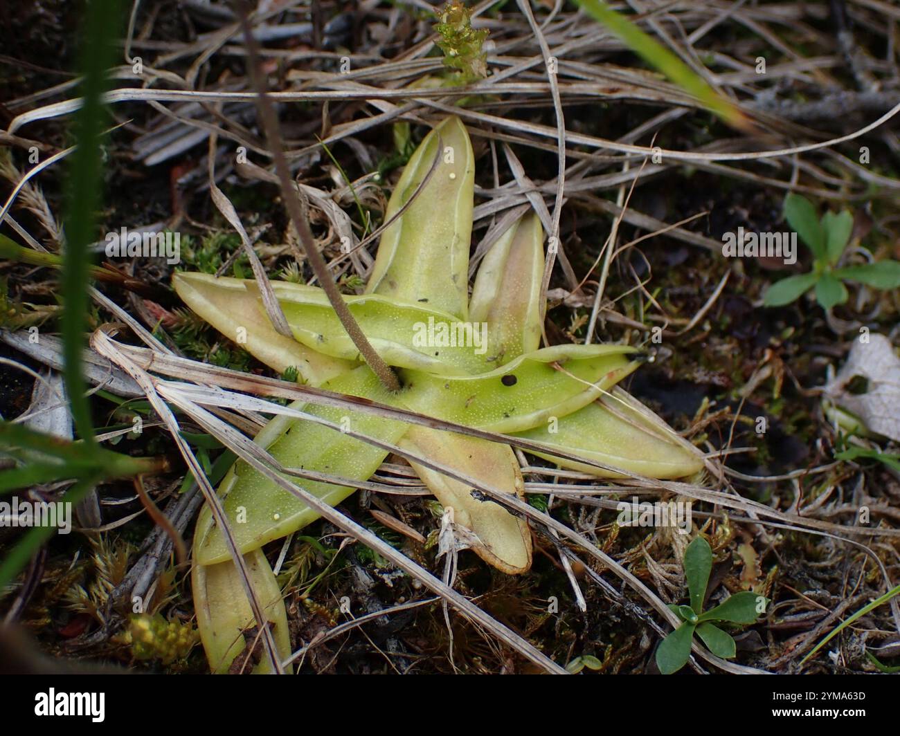 Common Butterwort (Pinguicula vulgaris Stock Photo - Alamy