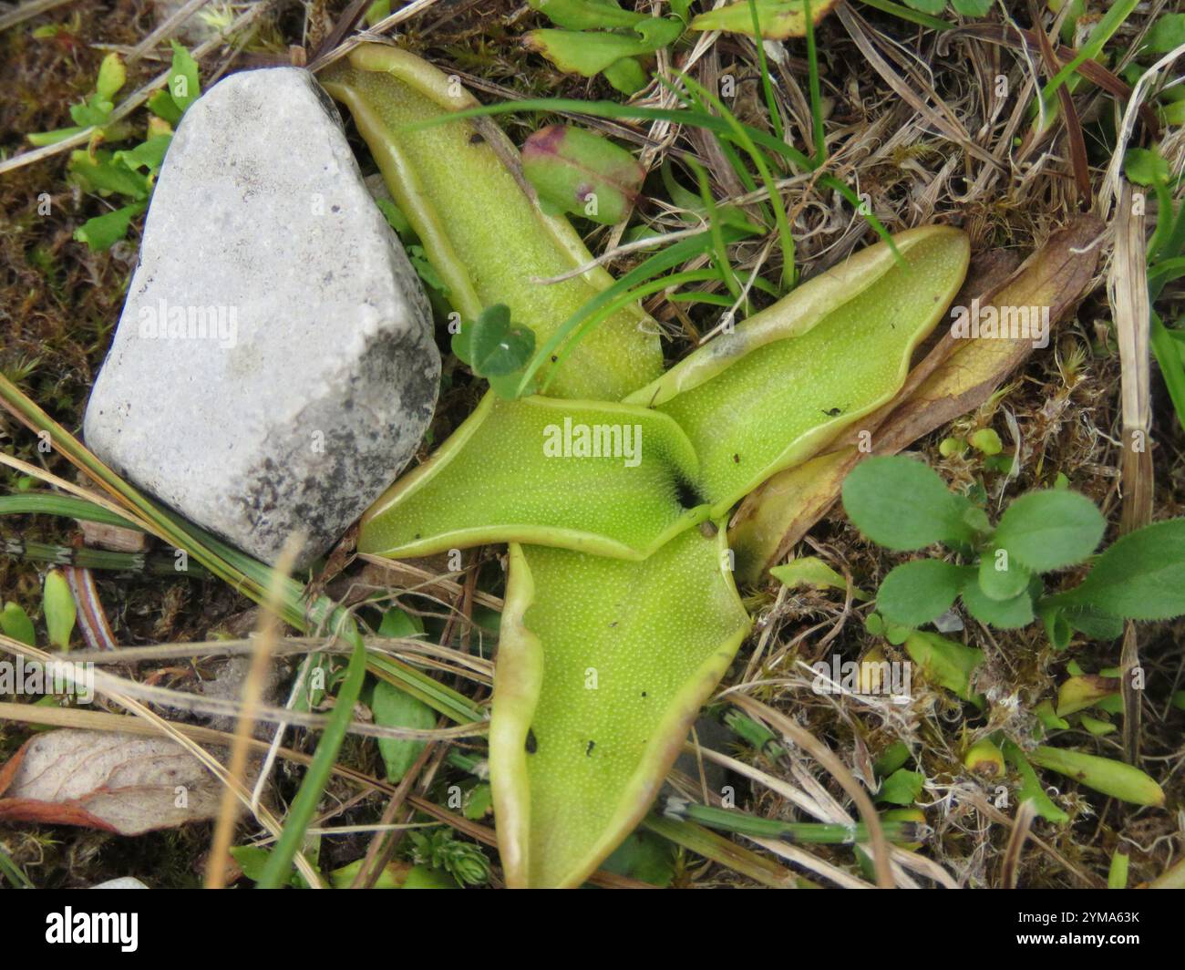 Common Butterwort (Pinguicula vulgaris Stock Photo - Alamy