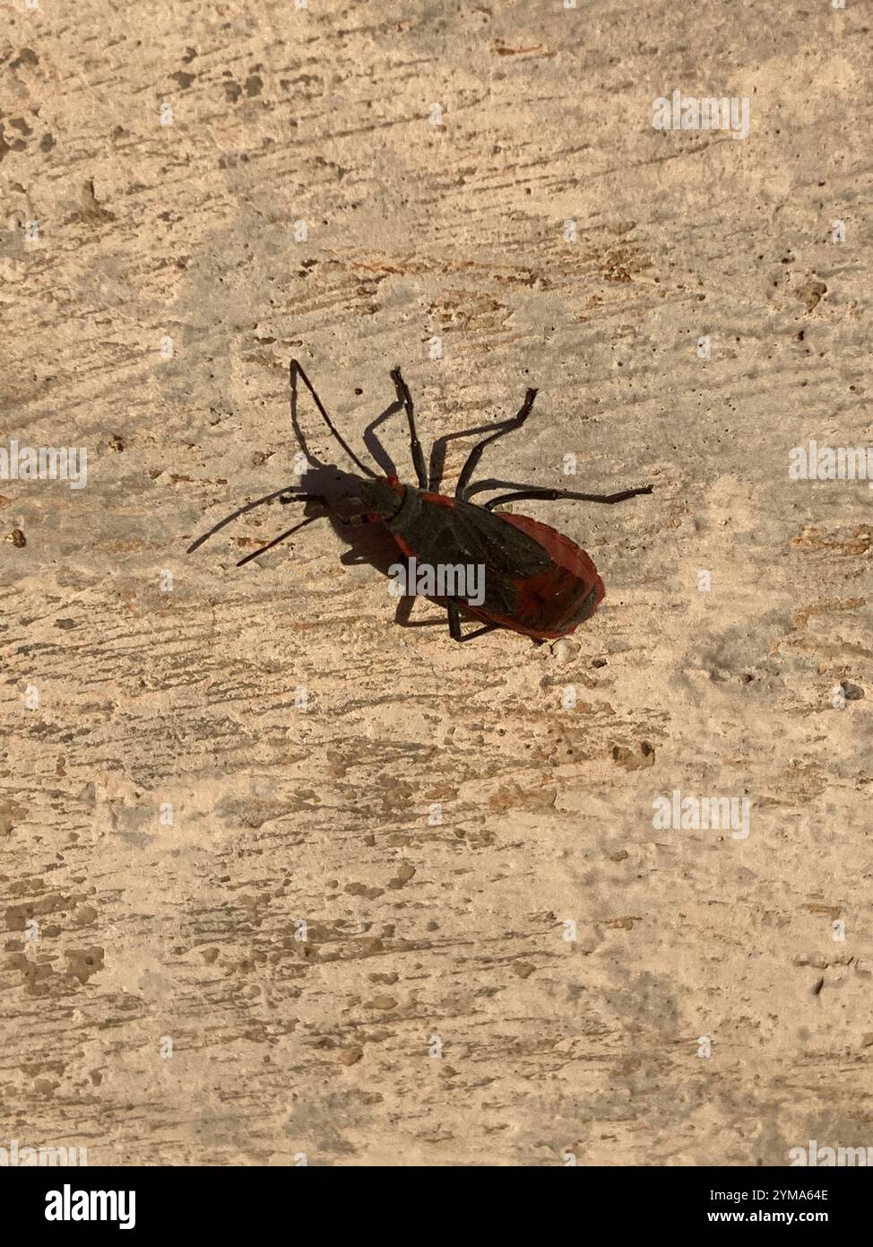 Red-shouldered Bug (Jadera haematoloma Stock Photo - Alamy