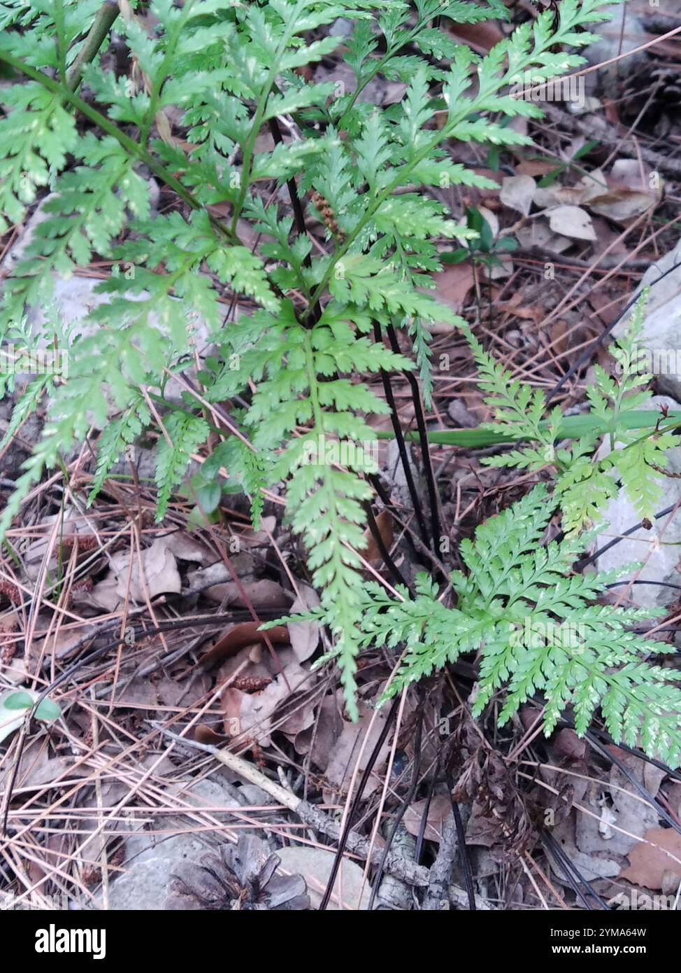 western black spleenwort (Asplenium onopteris Stock Photo - Alamy