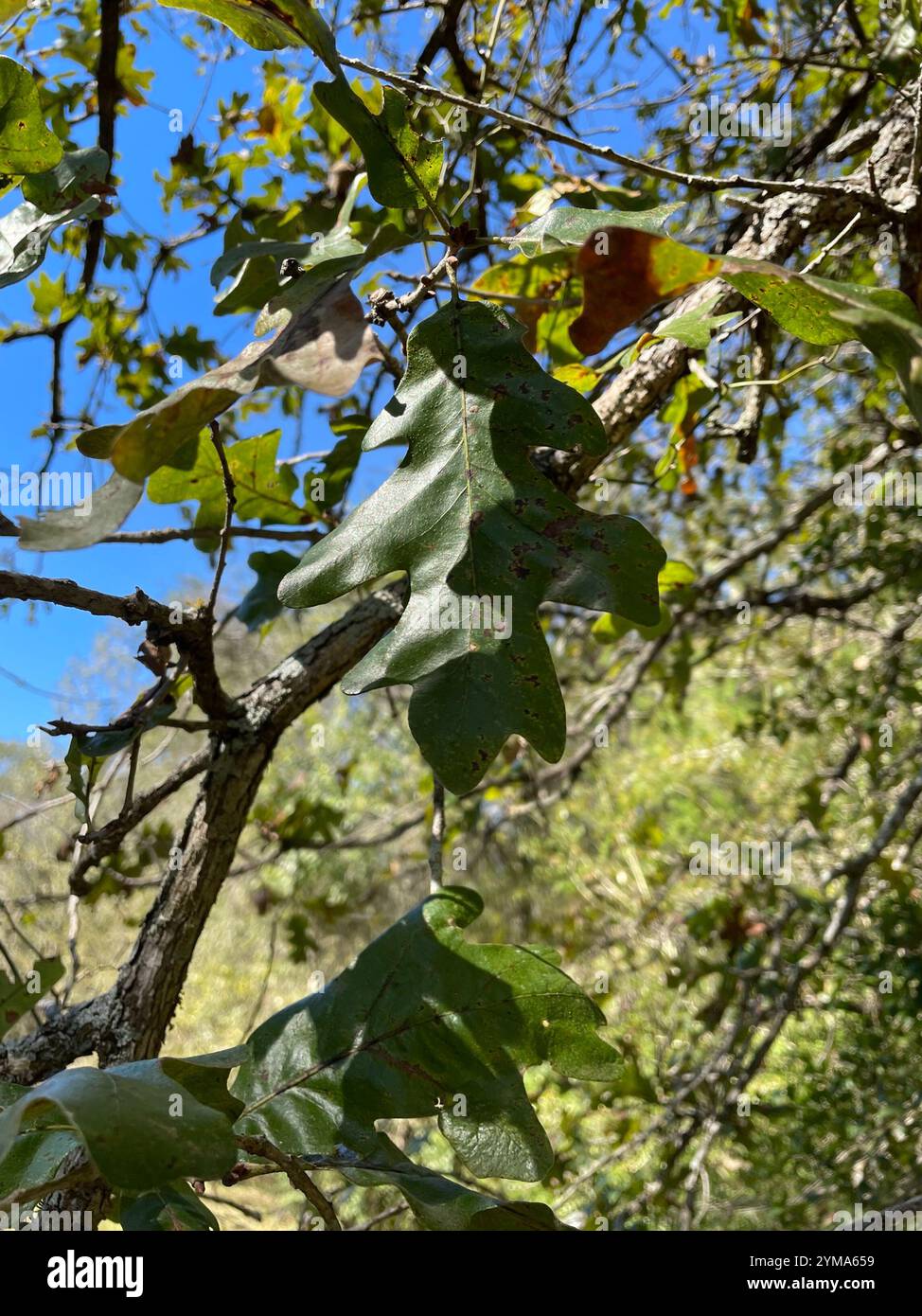 sand post oak (Quercus margaretiae Stock Photo - Alamy