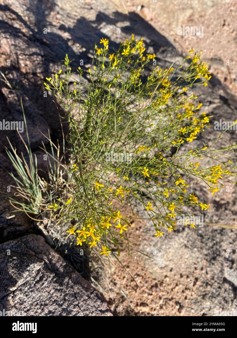 Broom Snakeweed (Gutierrezia sarothrae Stock Photo - Alamy