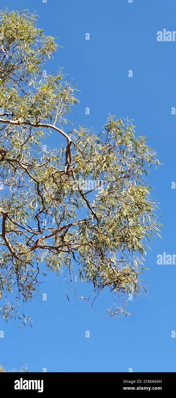 Carbeen (Corymbia tessellaris Stock Photo - Alamy