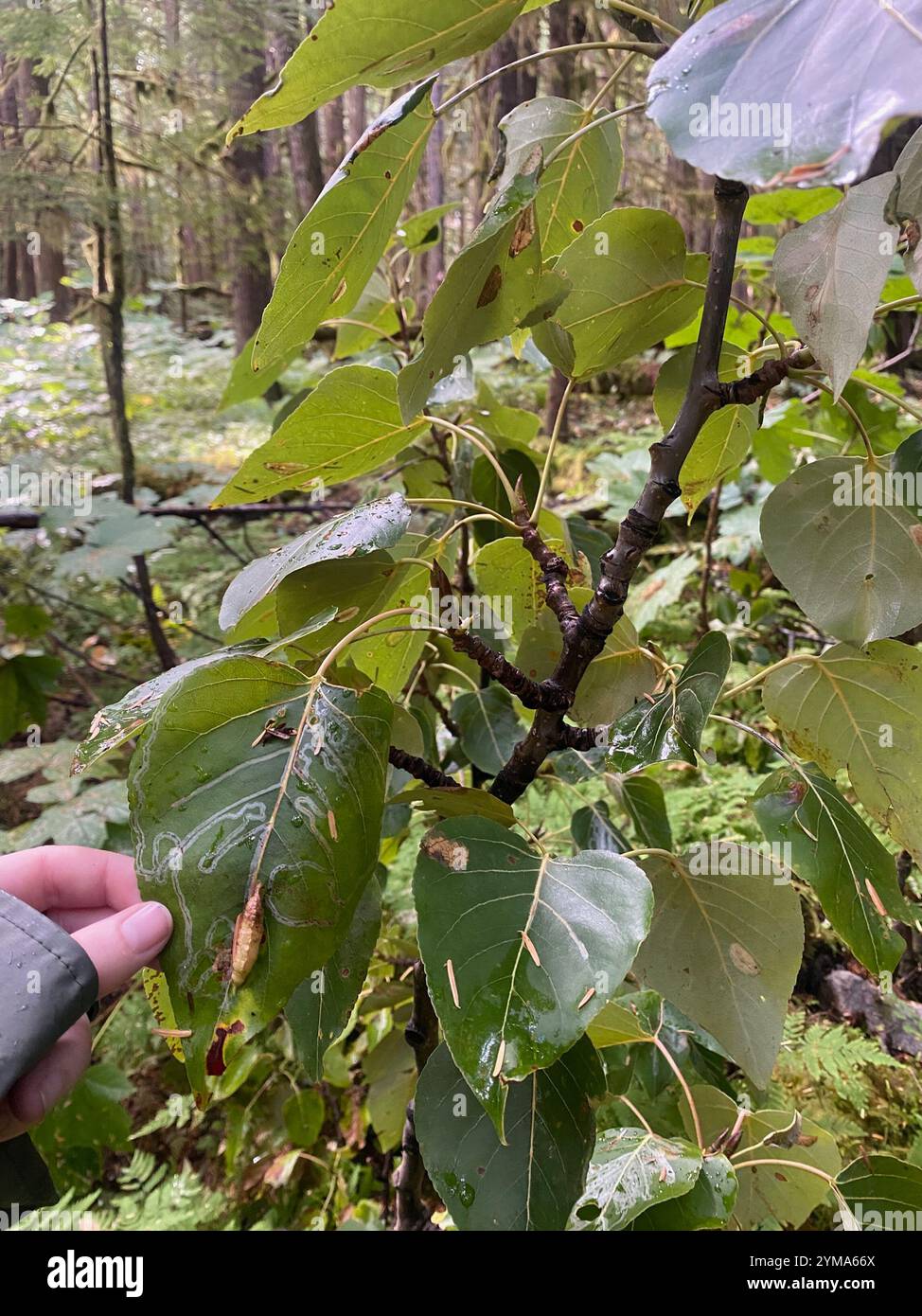 balsam poplar (Populus balsamifera Stock Photo - Alamy
