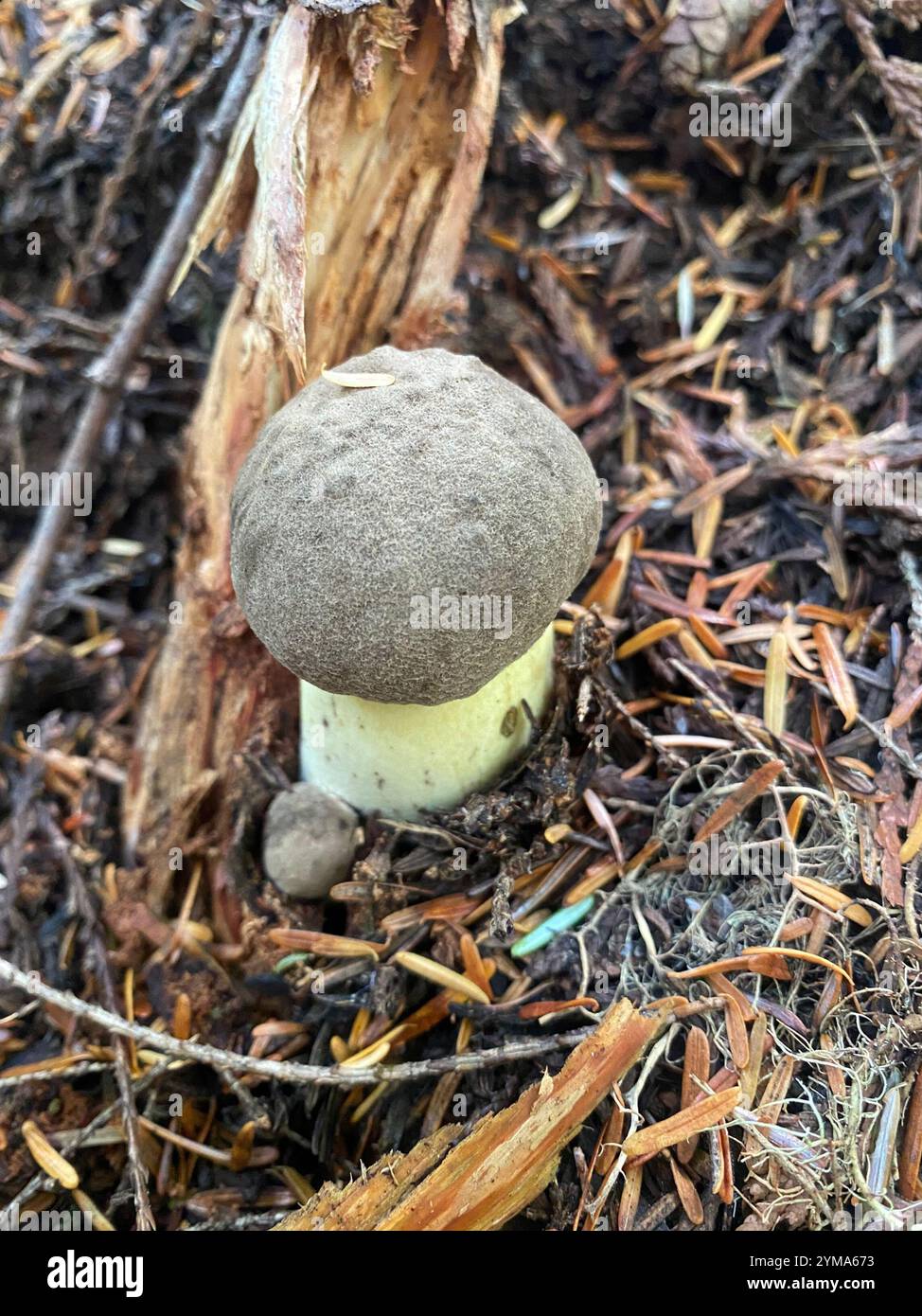 Caloboletus hi-res stock photography and images - Alamy
