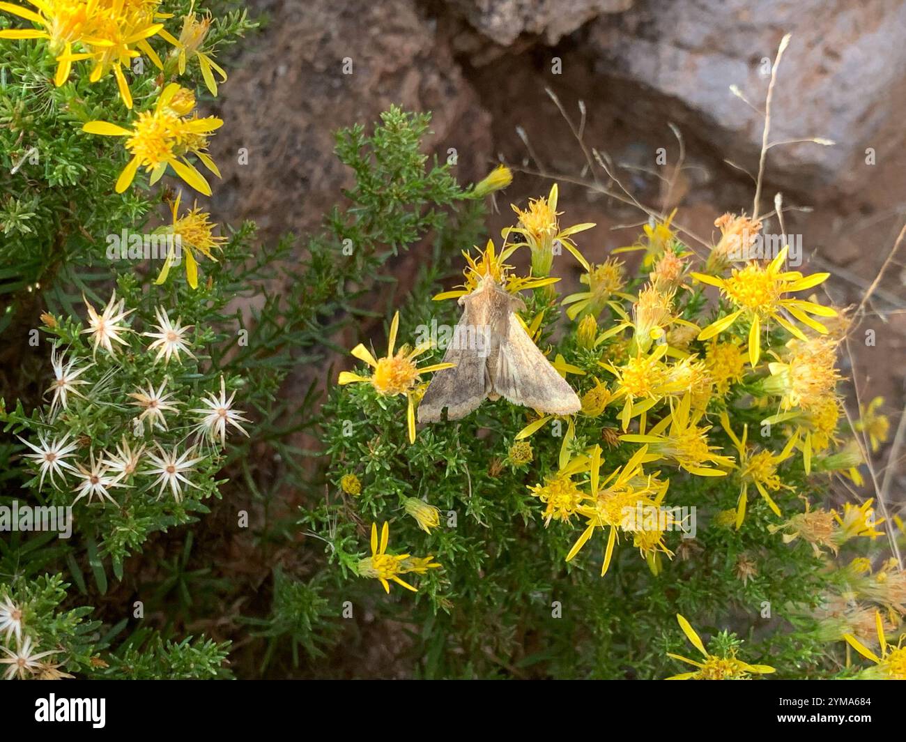 Corn Earworm Moth (Helicoverpa zea Stock Photo - Alamy