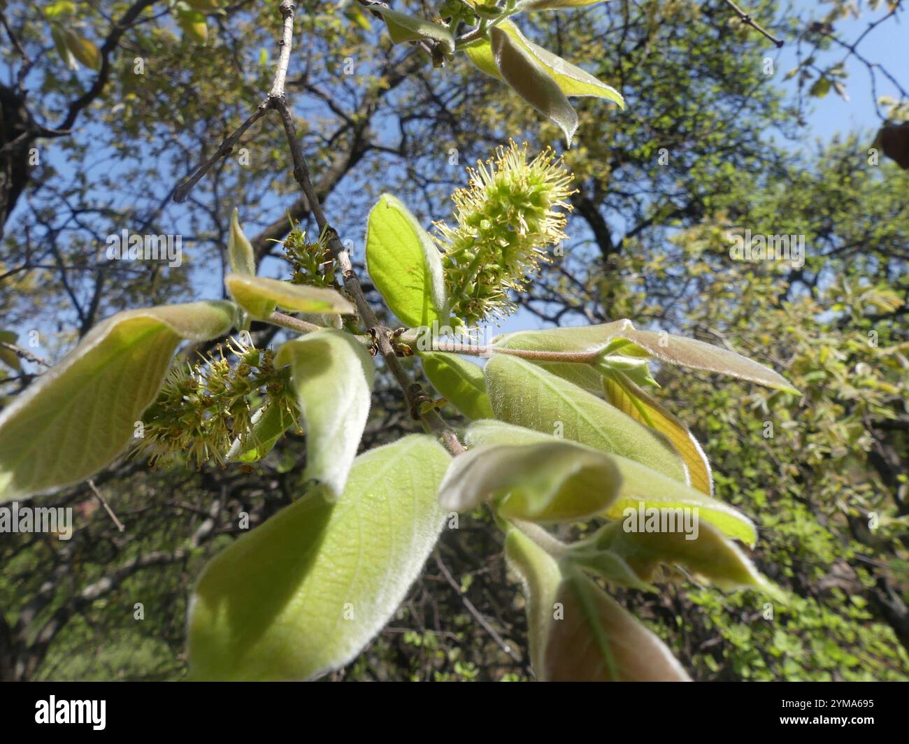 Combretum molle hi-res stock photography and images - Alamy