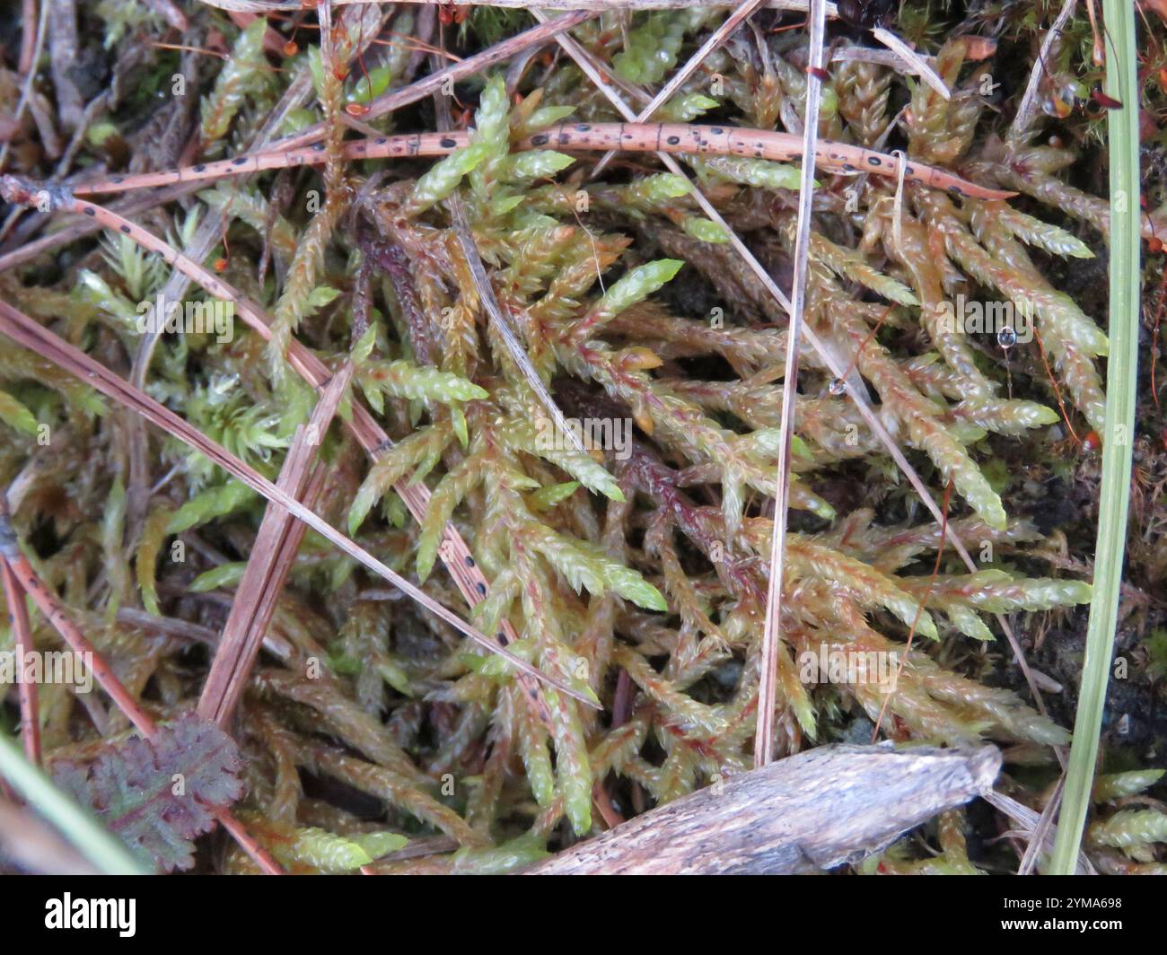 Pleurozium pleurozium schreberi hi-res stock photography and images - Alamy