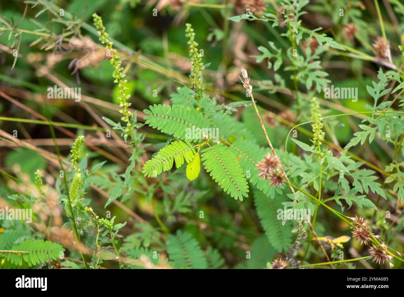 sensitive and partridge peas (Chamaecrista Stock Photo - Alamy