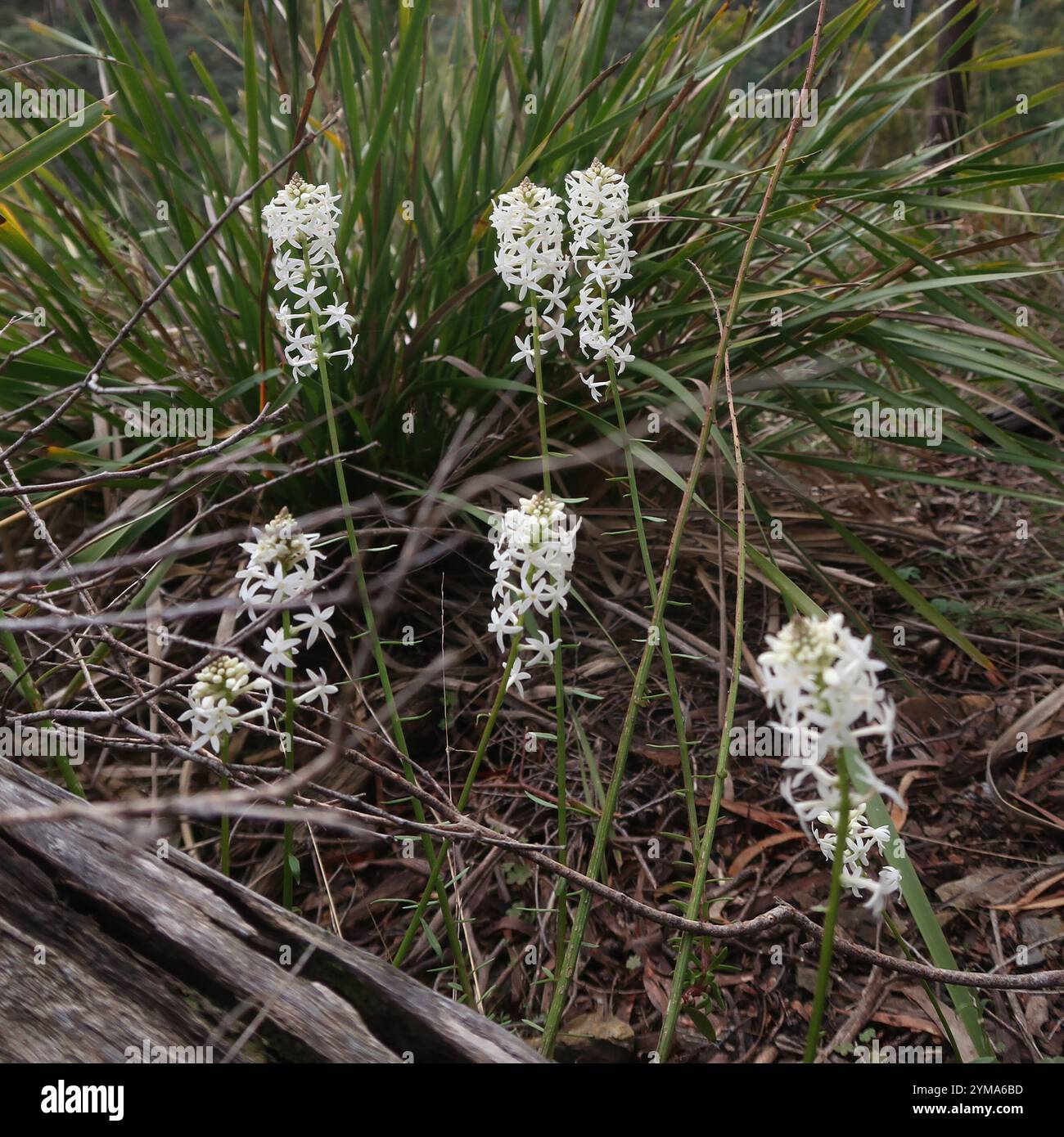 Creamy Candles (Stackhousia monogyna Stock Photo - Alamy