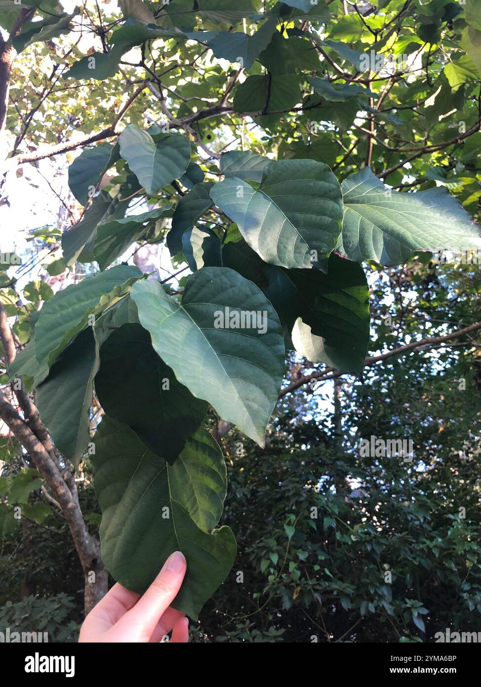 tung oil tree (Vernicia fordii Stock Photo - Alamy