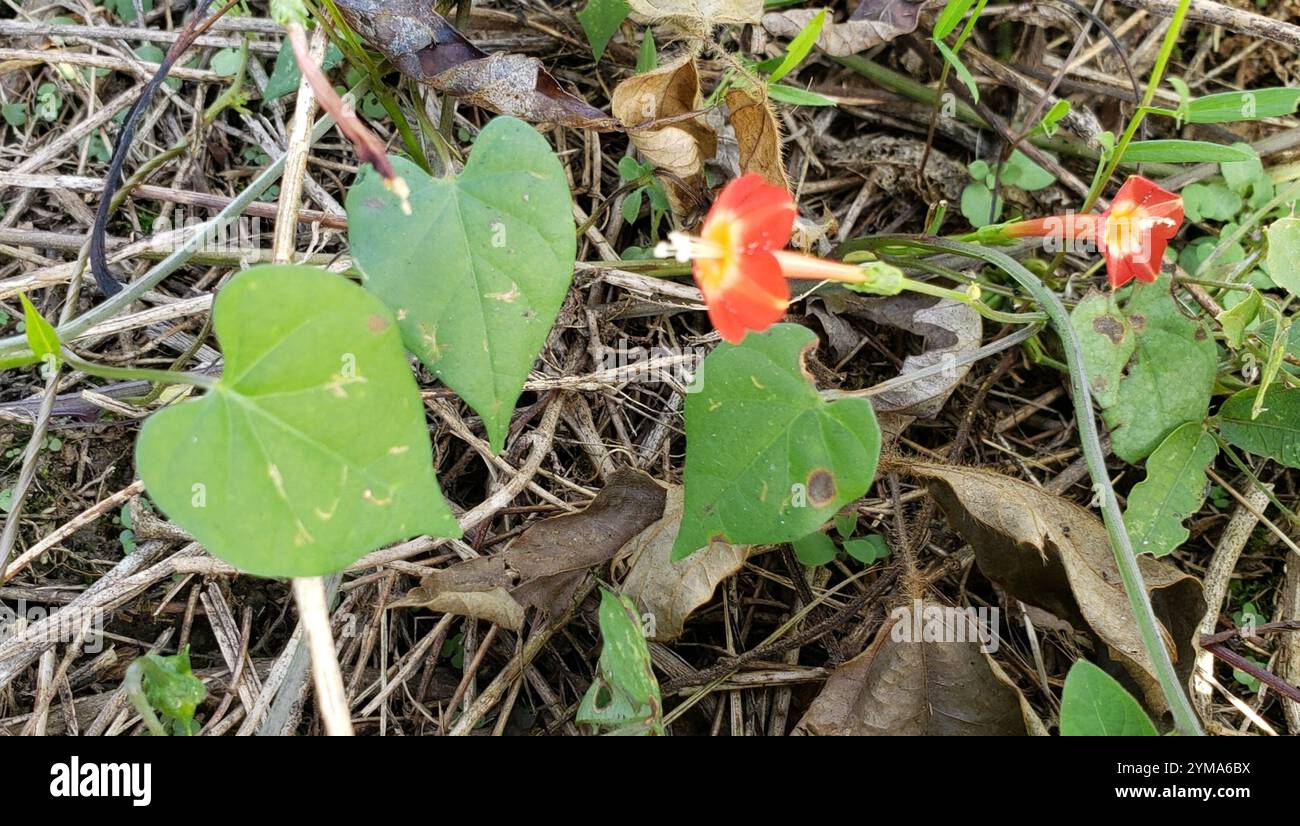red morning glory (Ipomoea coccinea Stock Photo - Alamy
