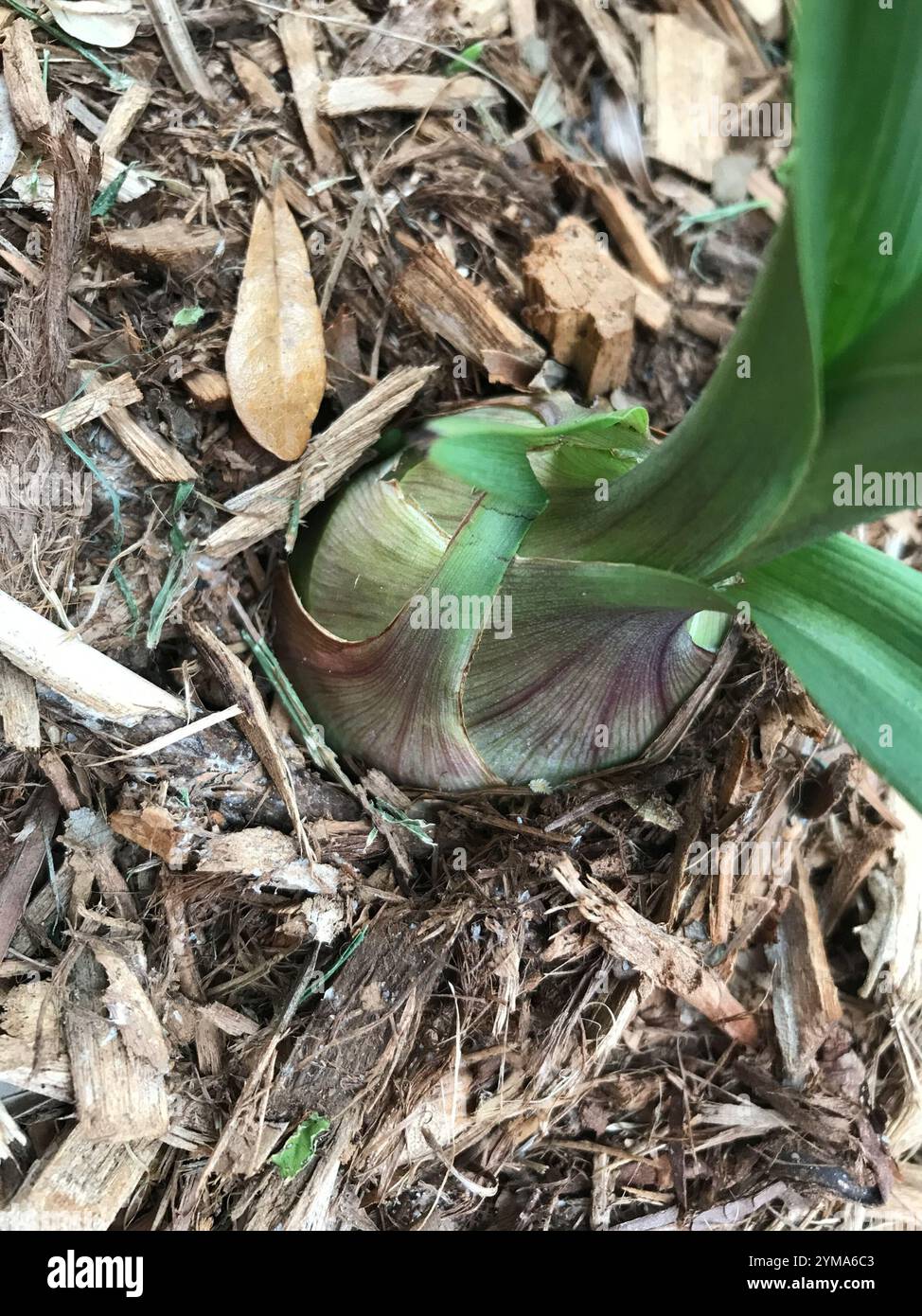 Chinese Crown Orchid (Eulophia graminea Stock Photo - Alamy