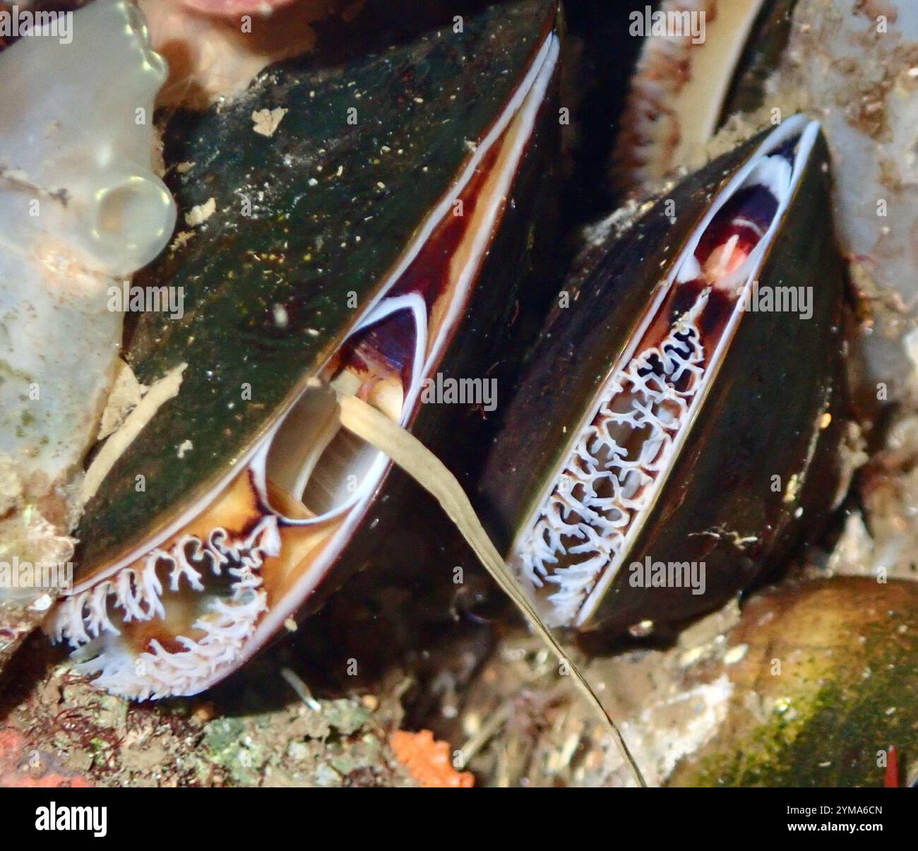 Blue Mussel (Mytilus edulis Stock Photo - Alamy