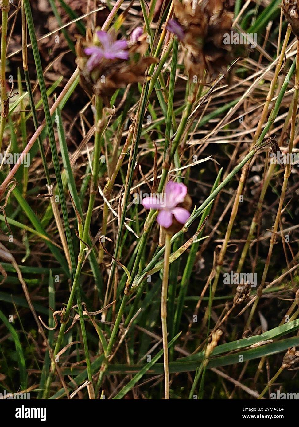 Proliferous Pink (Petrorhagia prolifera Stock Photo - Alamy