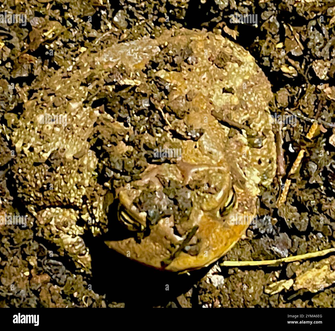 North American Toads (Anaxyrus Stock Photo - Alamy