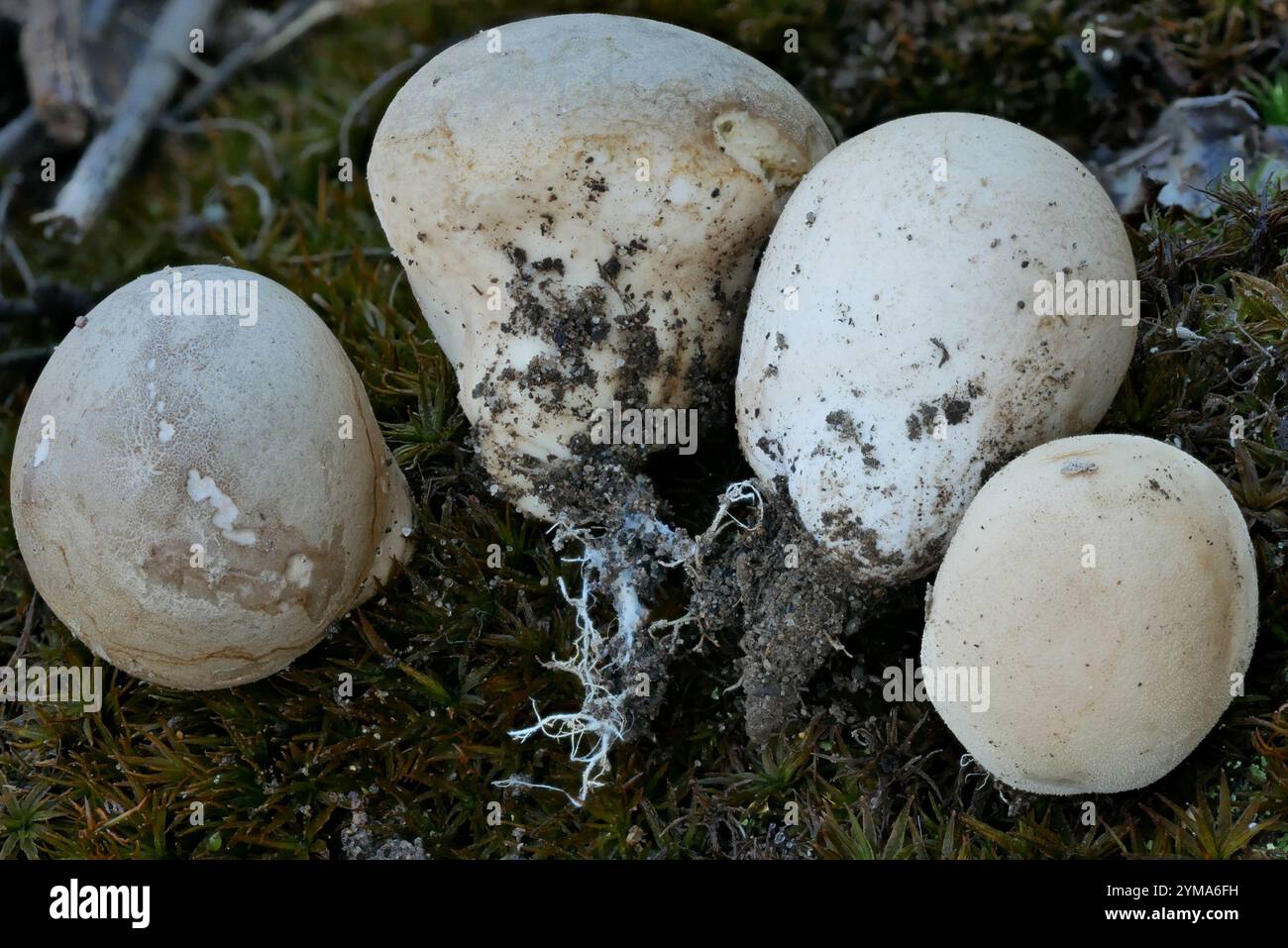 Brain puffball (Calvatia craniiformis Stock Photo - Alamy