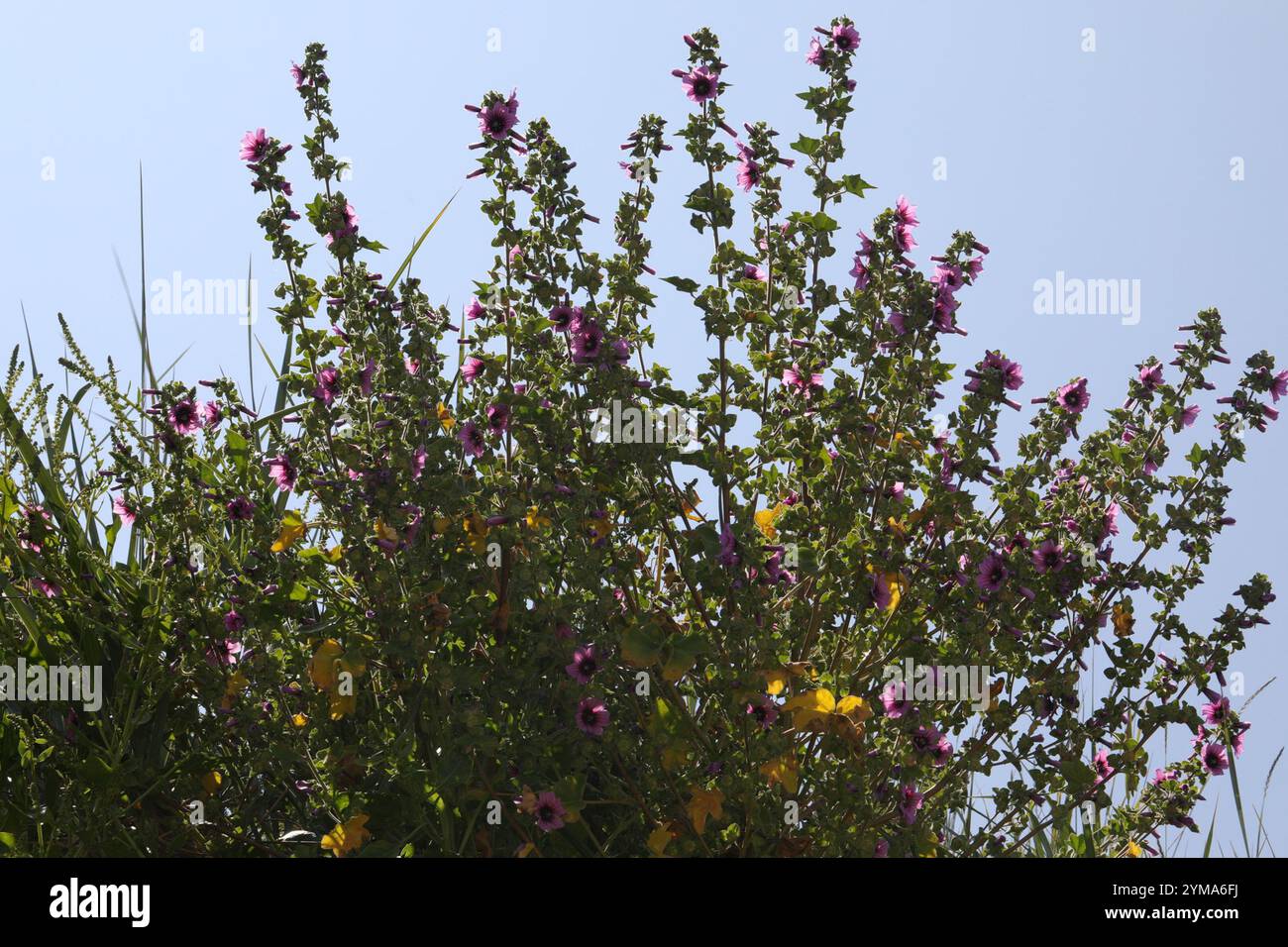 Tree Mallow (Malva arborea Stock Photo - Alamy